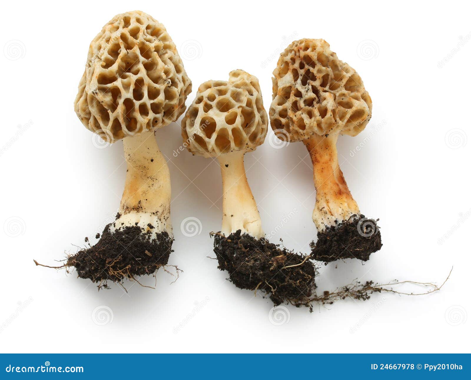 Morilla, morille foto de archivo. Imagen de seta, setas - 24667978