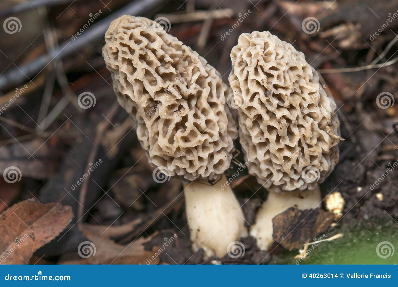 Morillas dobles foto de archivo. Imagen de hongos, estacional - 40263014