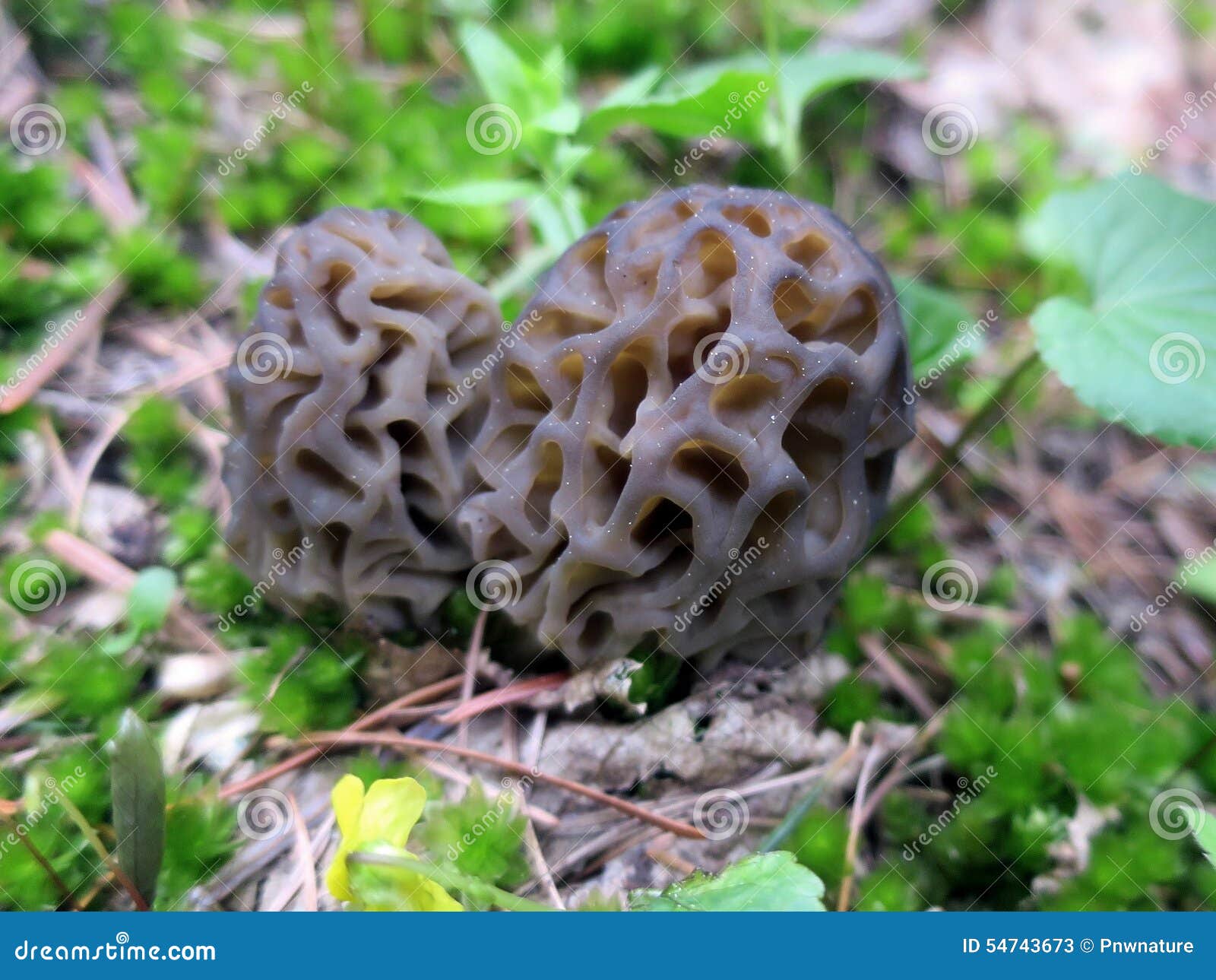 Morillas Salvajes En El Bosque Imagen de archivo - Imagen de tierra ...