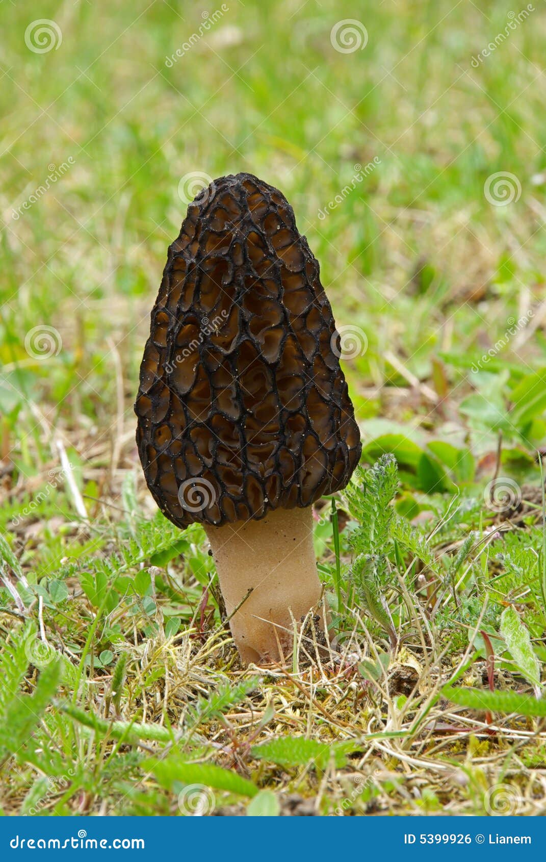 Morille 01 stock foto. Image of morel, groen, voedsel - 5399926