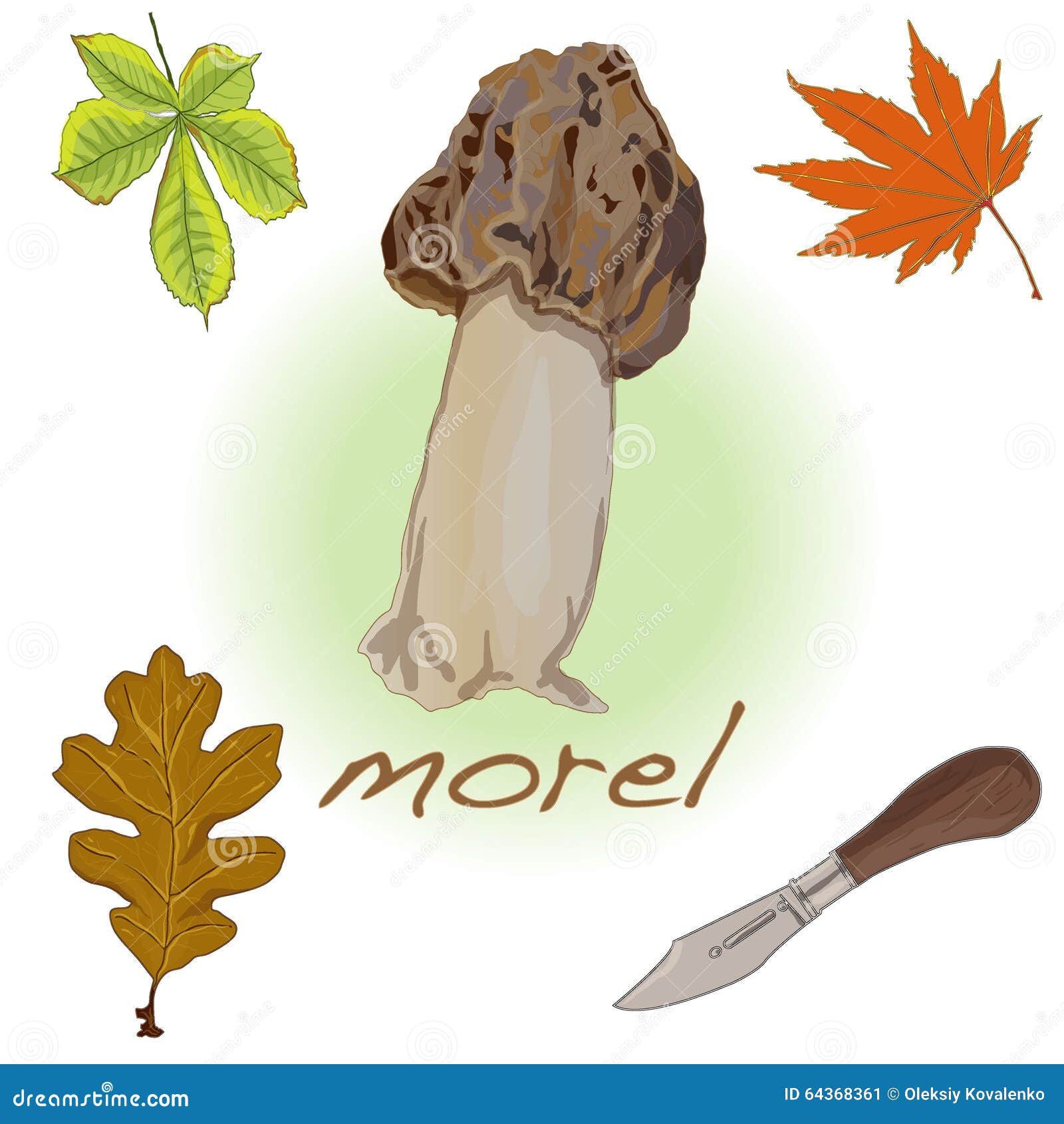 Morille, Gele Morille, Ware Morille En Sponsmorille - Eetbare Mushro ...