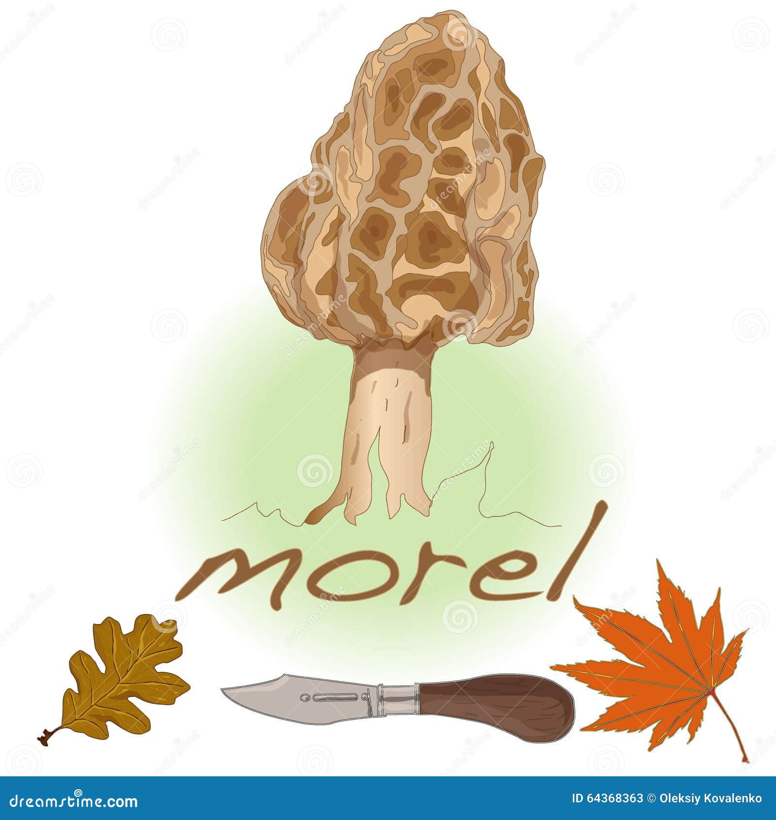 Morille, Gele Morille, Ware Morille En Sponsmorille - Eetbare Mushro ...