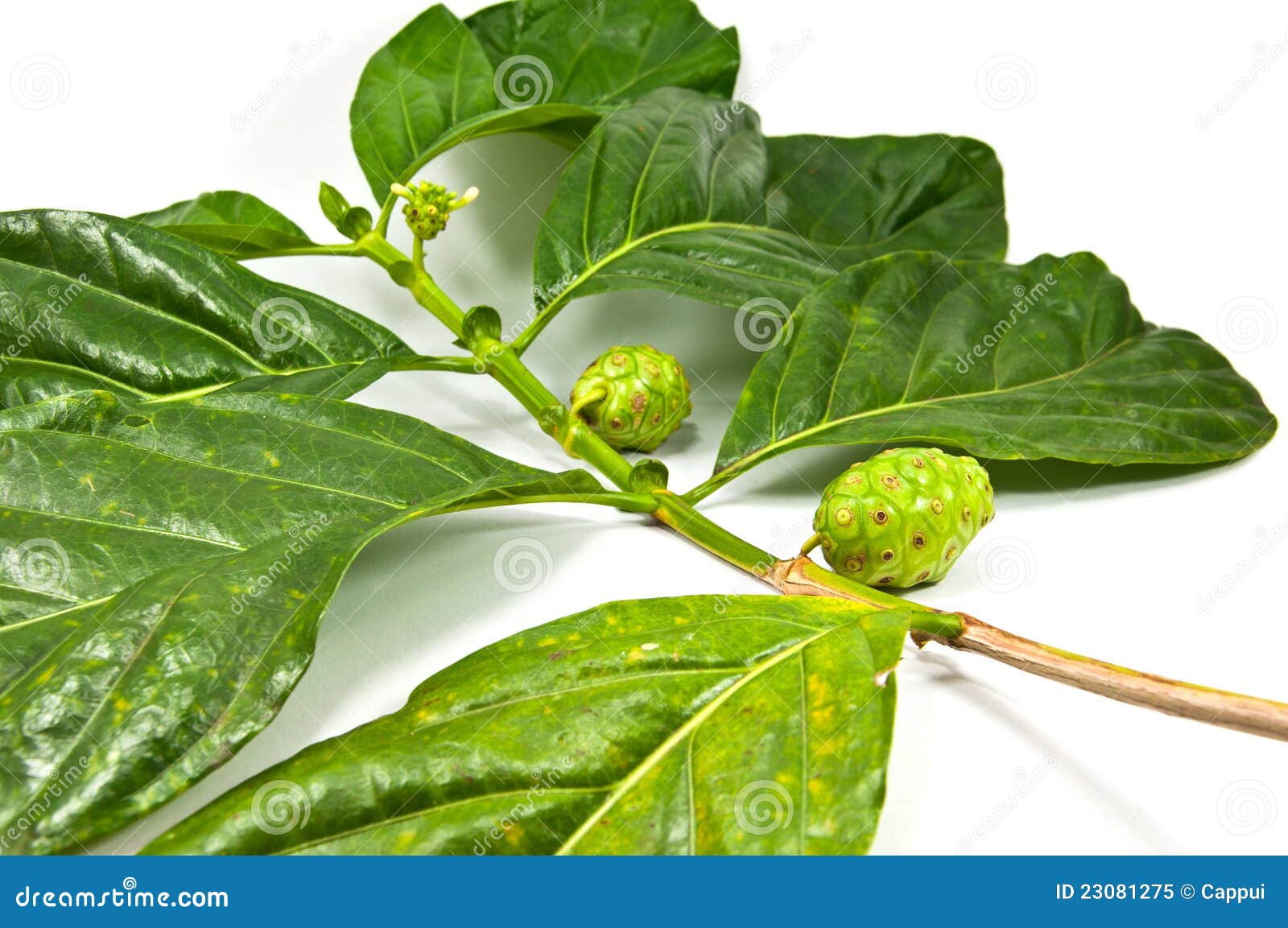 Morinda citrifolia stock image. Image of noni, nature - 23081275