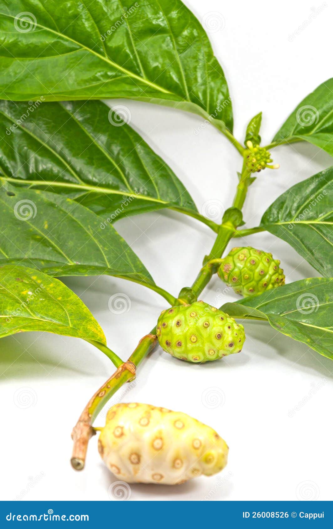 Morinda citrifolia stock photo. Image of tropical, nono - 26008526