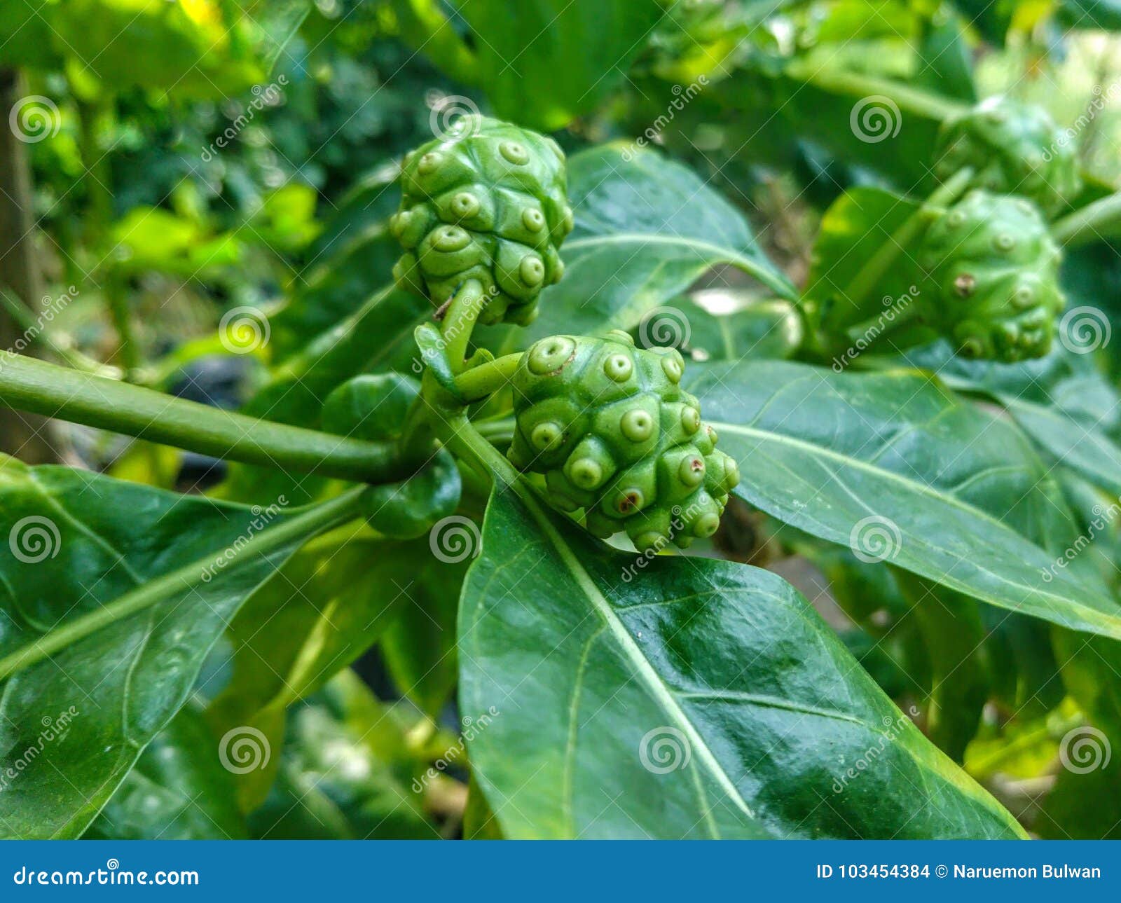 Morinda Citrifolia Fruit and Leaf on Tree Stock Photo - Image of nature ...