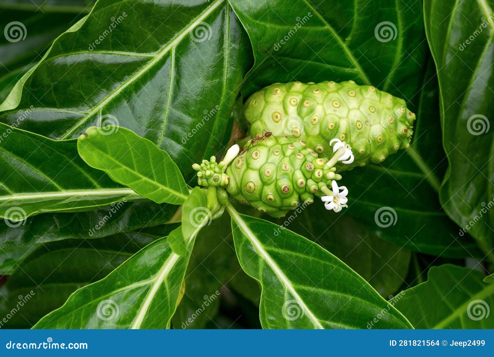 Morinda Citrifolia fruits. stock photo. Image of tree - 281821564
