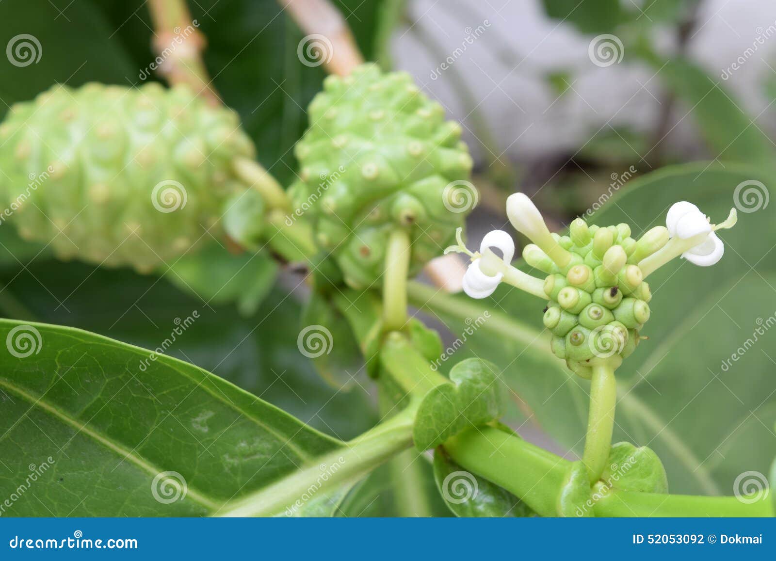 Morinda Citrifolia Linn, Indian Mulberry Stock Photo - Image of ...