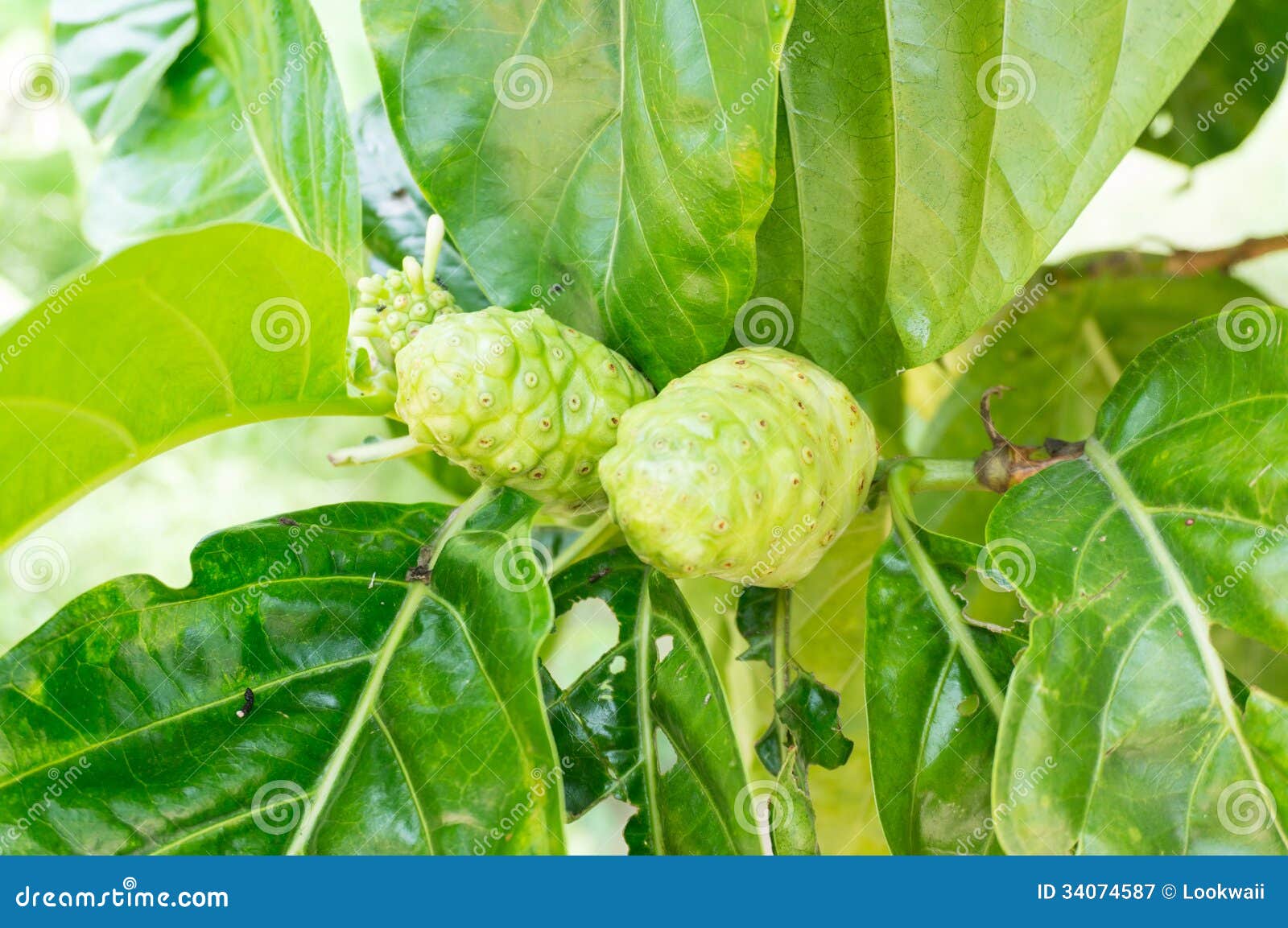Morinda plant stock image. Image of tree, nutritional - 34074587