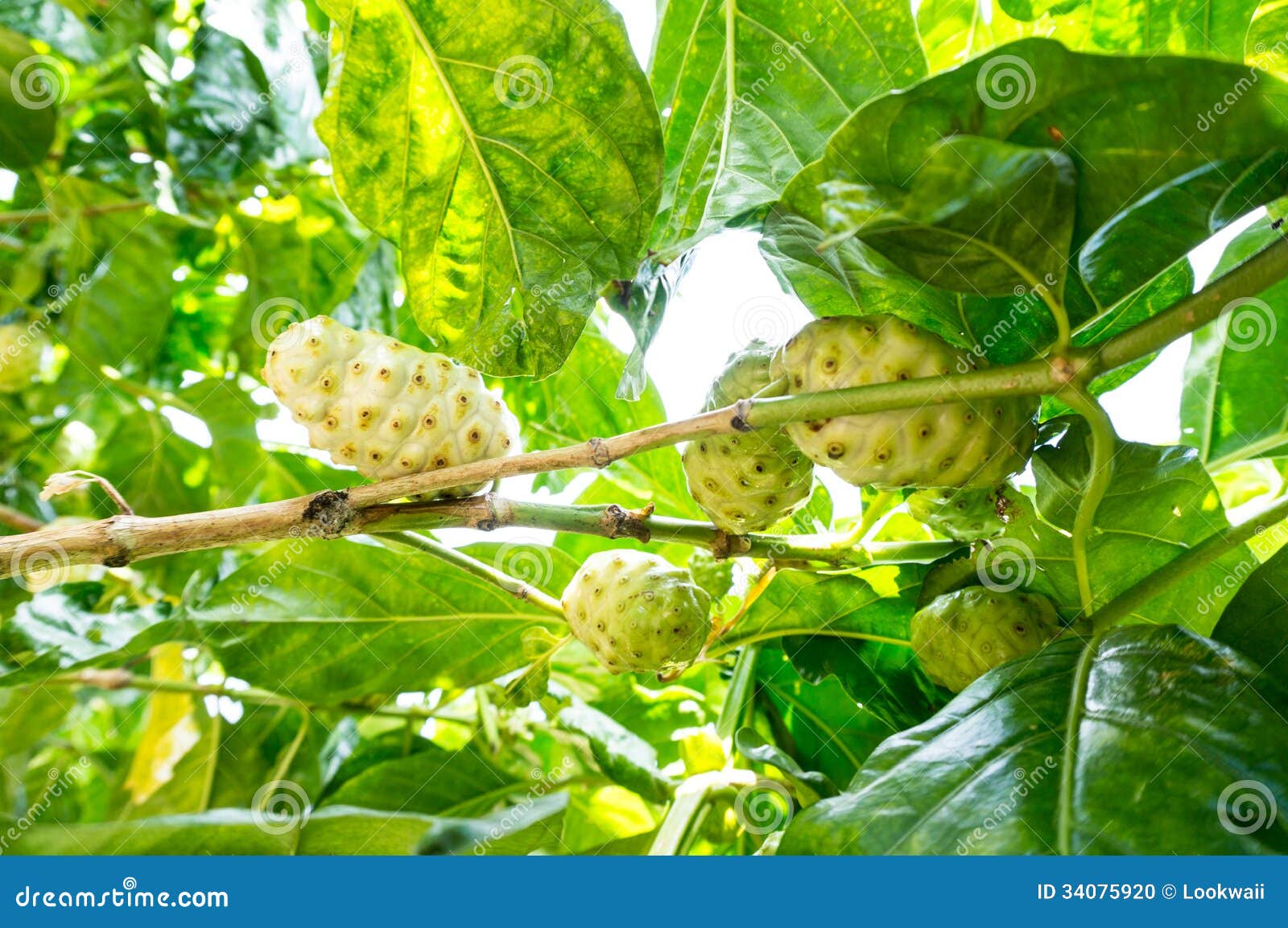 Morinda plant stock photo. Image of ingredient, fruit - 34075920