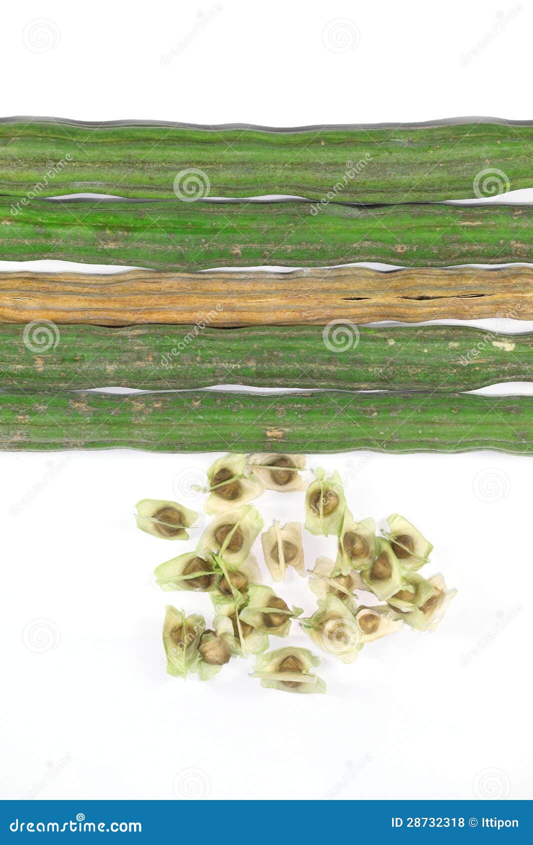 Moringa stock photo. Image of ingredient, food, digestive - 28732318