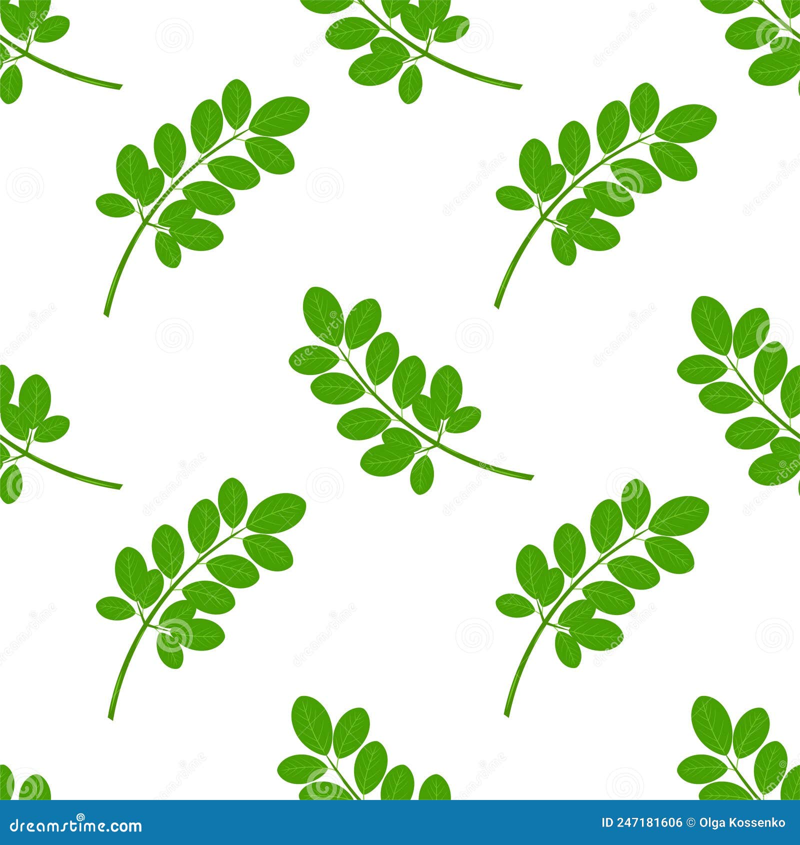 Moringa. Branch, Leaves. Color Seamless Pattern. Vector Stock Vector ...