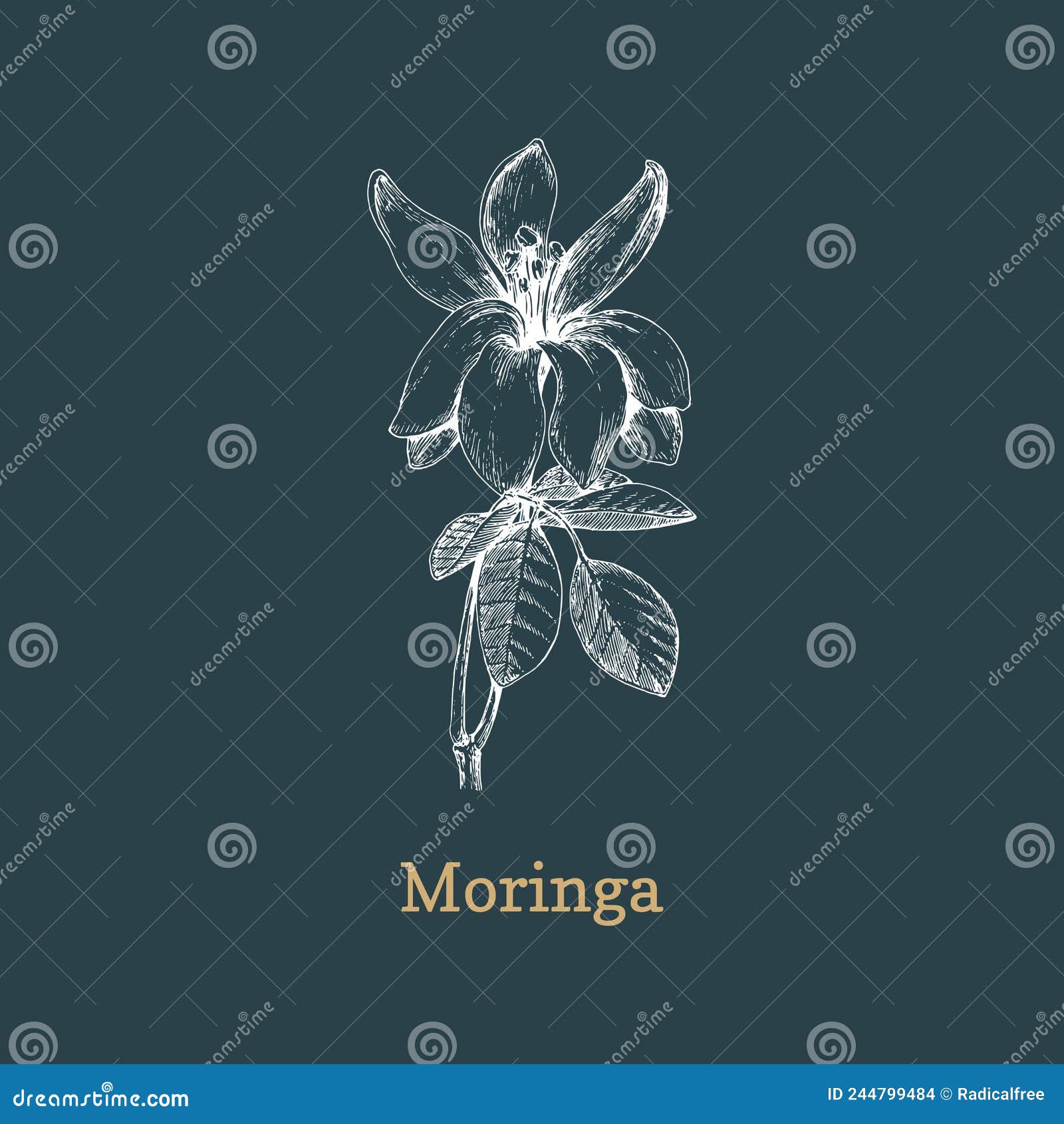 Moringa Branch Sketch in Vector, Design Element. Stock Vector ...