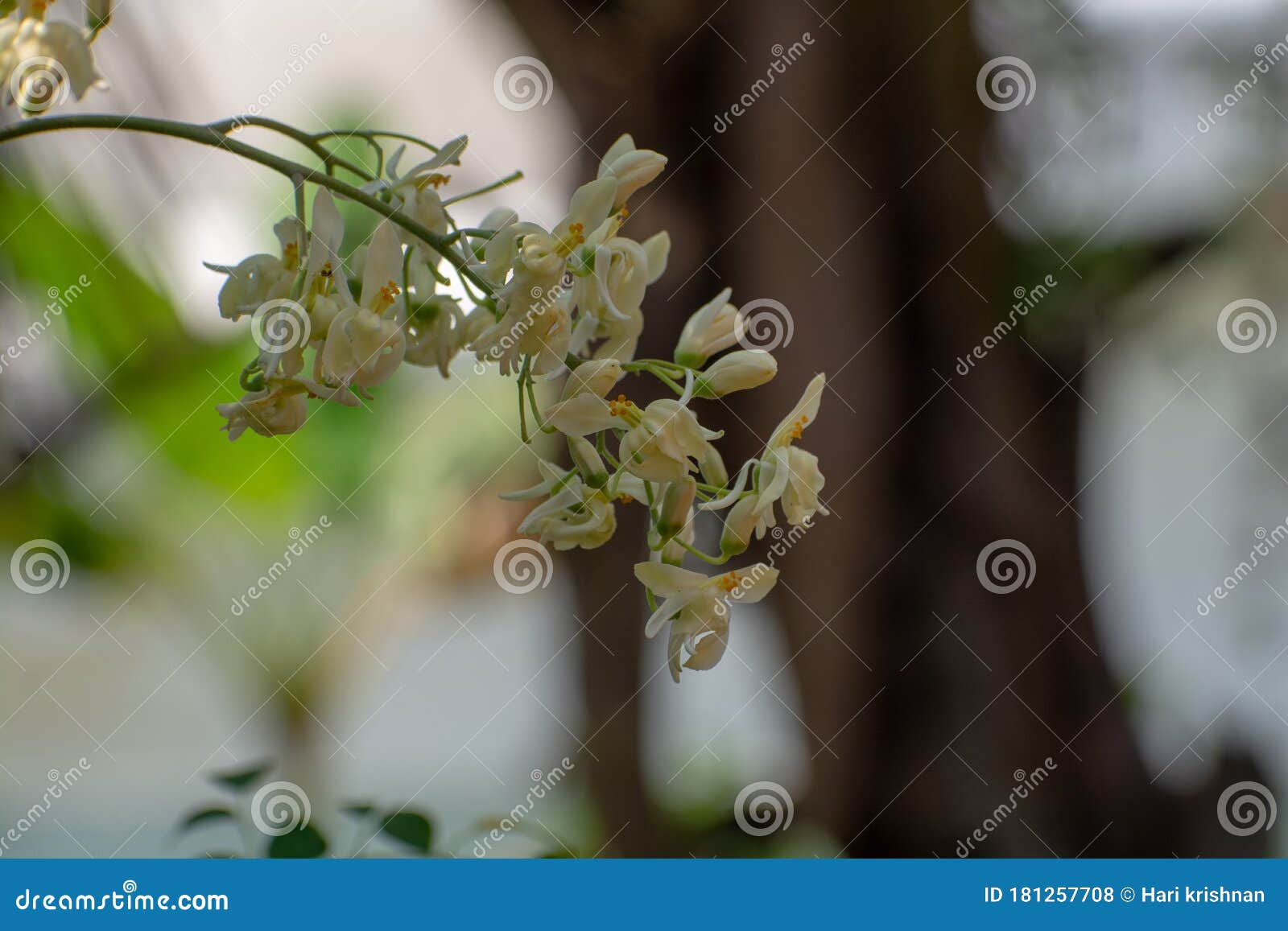 Moringa Flower stock photo. Image of number, green, kera - 181257708