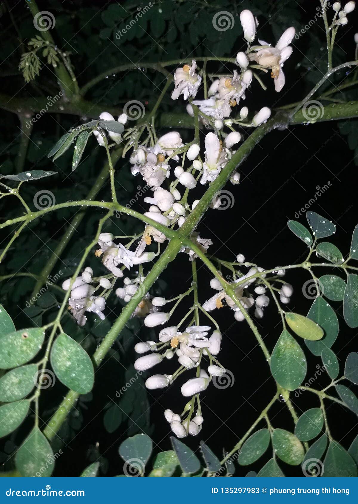 Moringa flower in the rain stock image. Image of rain - 135297983