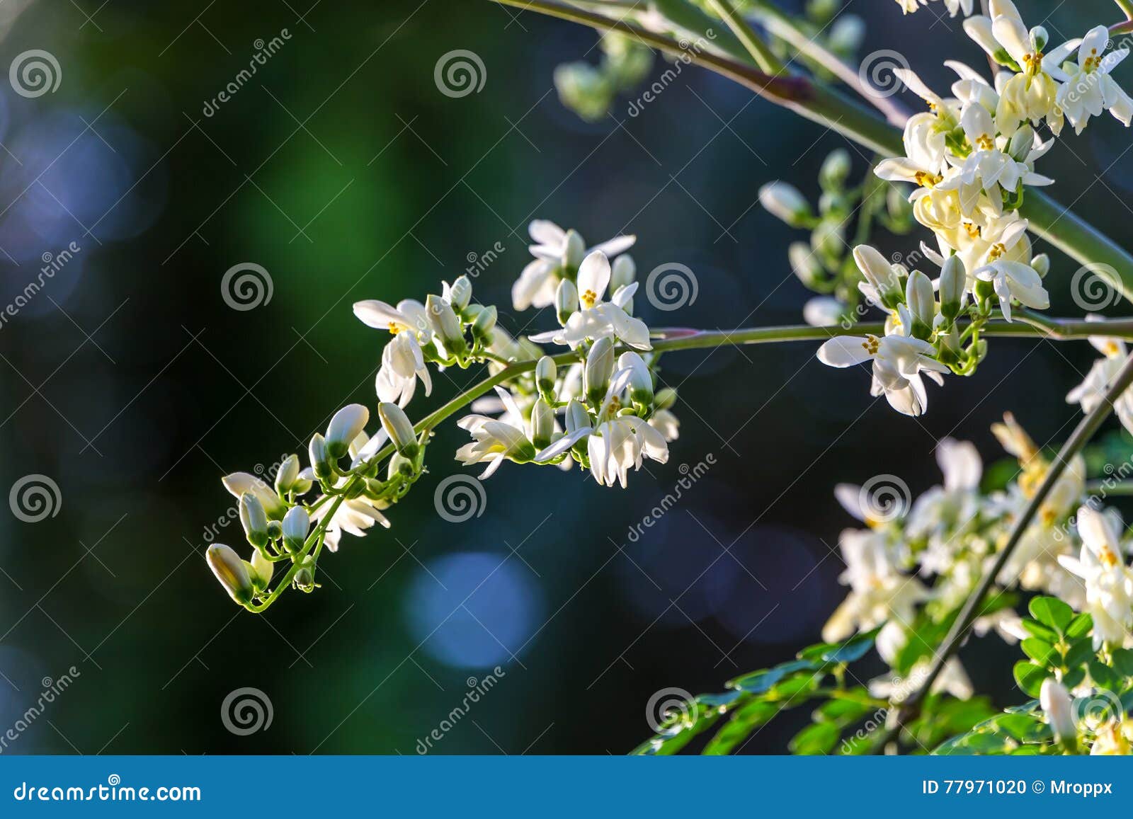 415 Moringa Flowers Stock Photos - Free & Royalty-Free Stock Photos ...