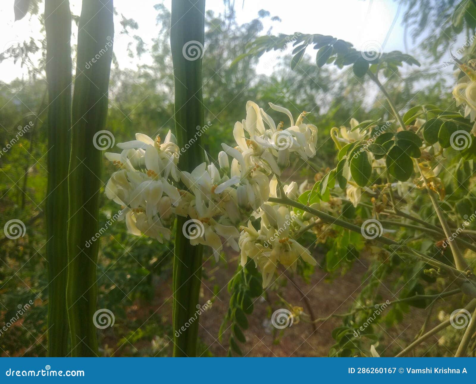 Moringa Flowers with Drumsticks Stock Image - Image of moringa ...