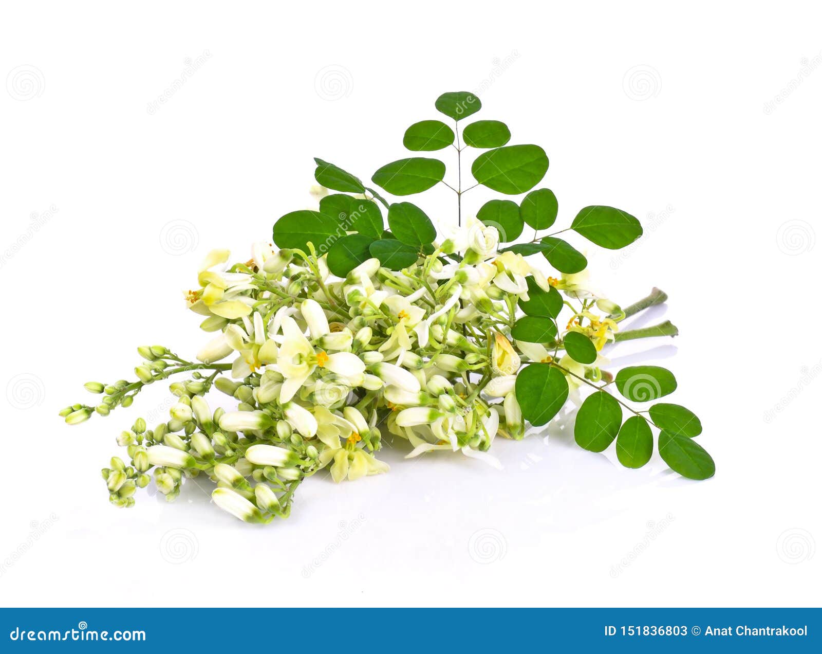 Moringa Flowers on a White Background Stock Image - Image of mulangay ...