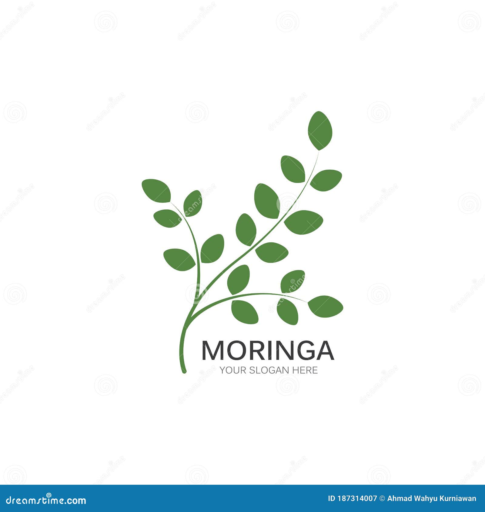 Moringa leaf illustration stock vector. Illustration of leaves - 187314007