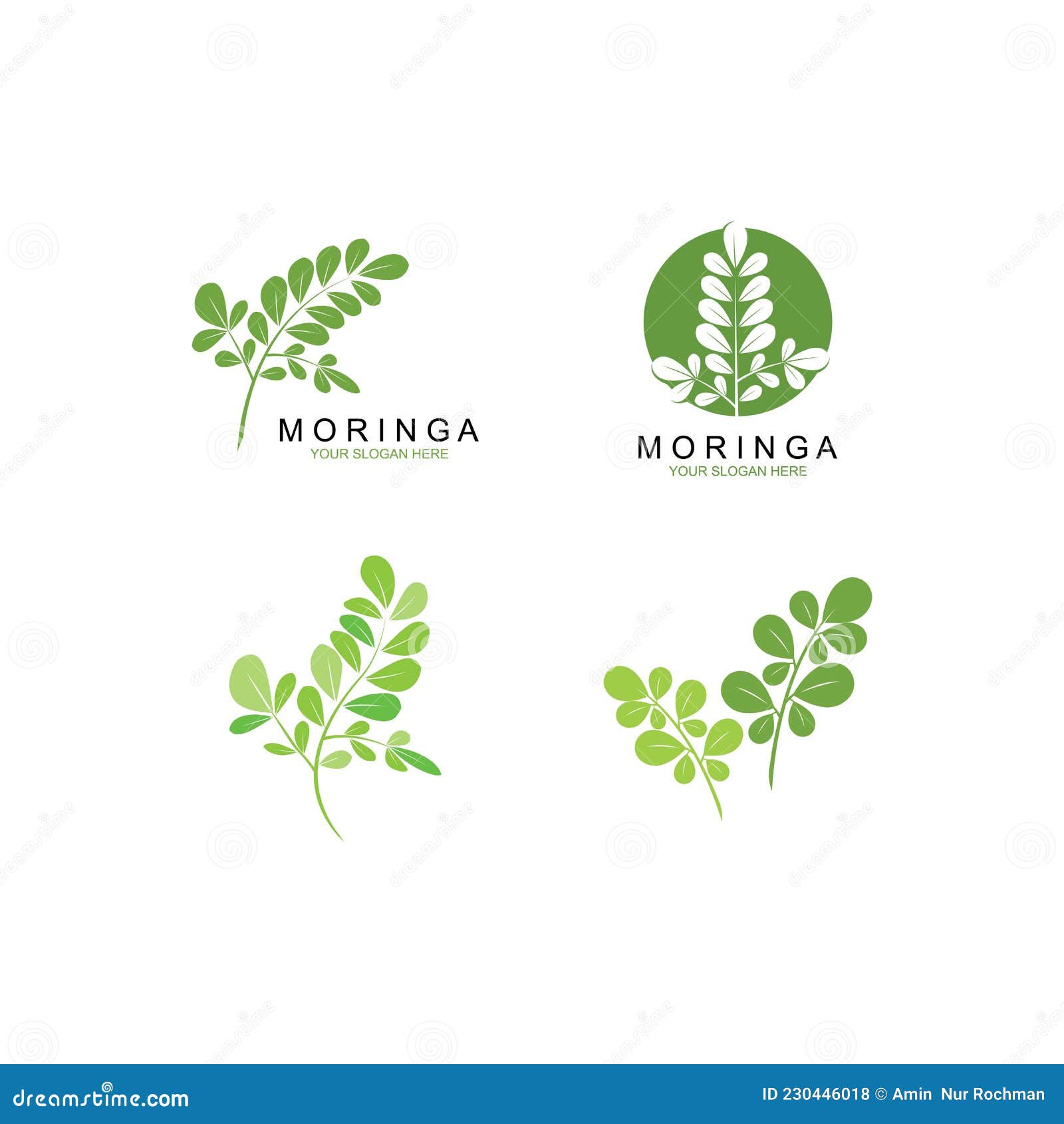 Moringa Leaf Illustration Vector Template Stock Vector - Illustration ...