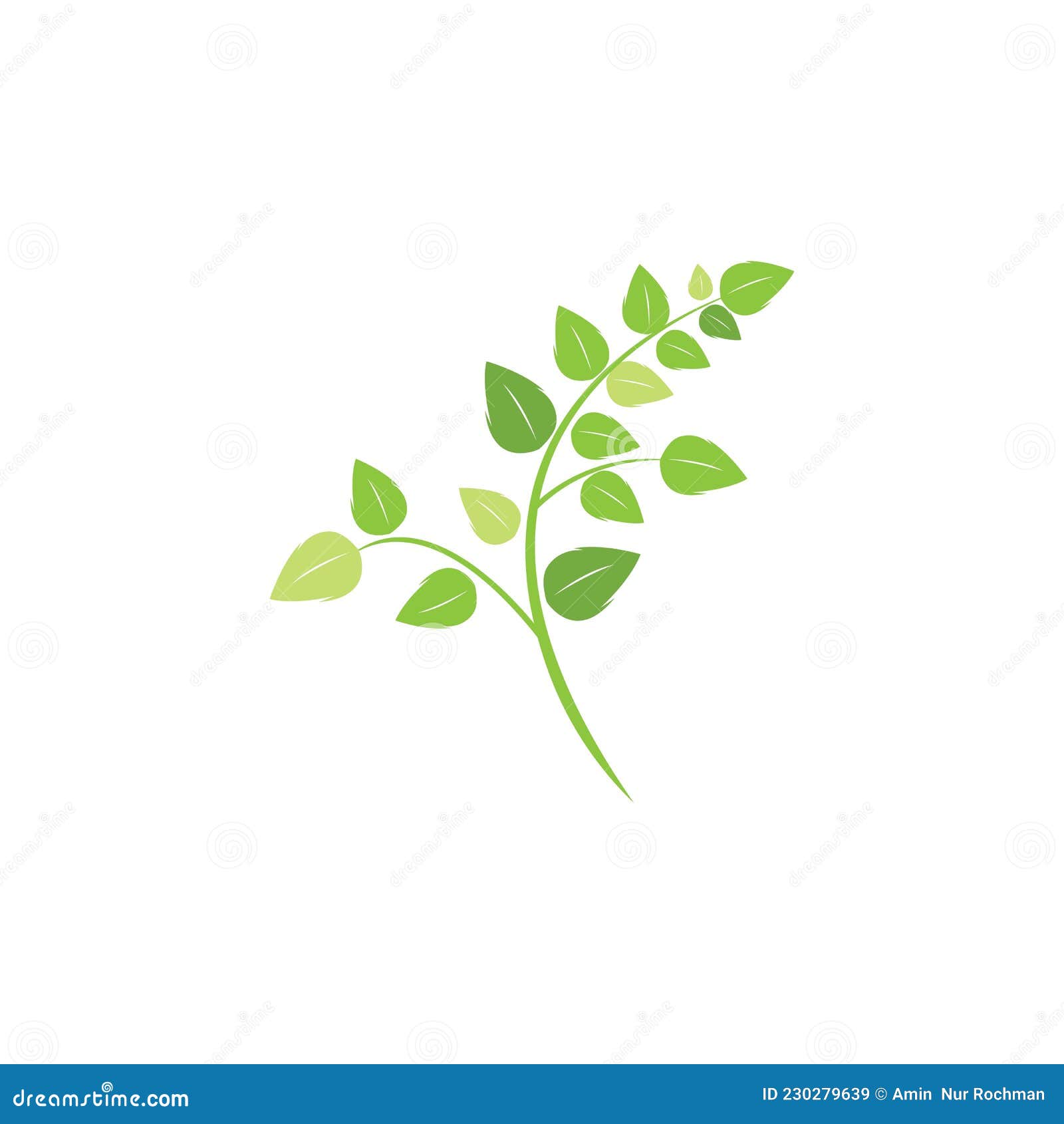 Moringa Leaf Illustration Vector Template Stock Vector - Illustration ...