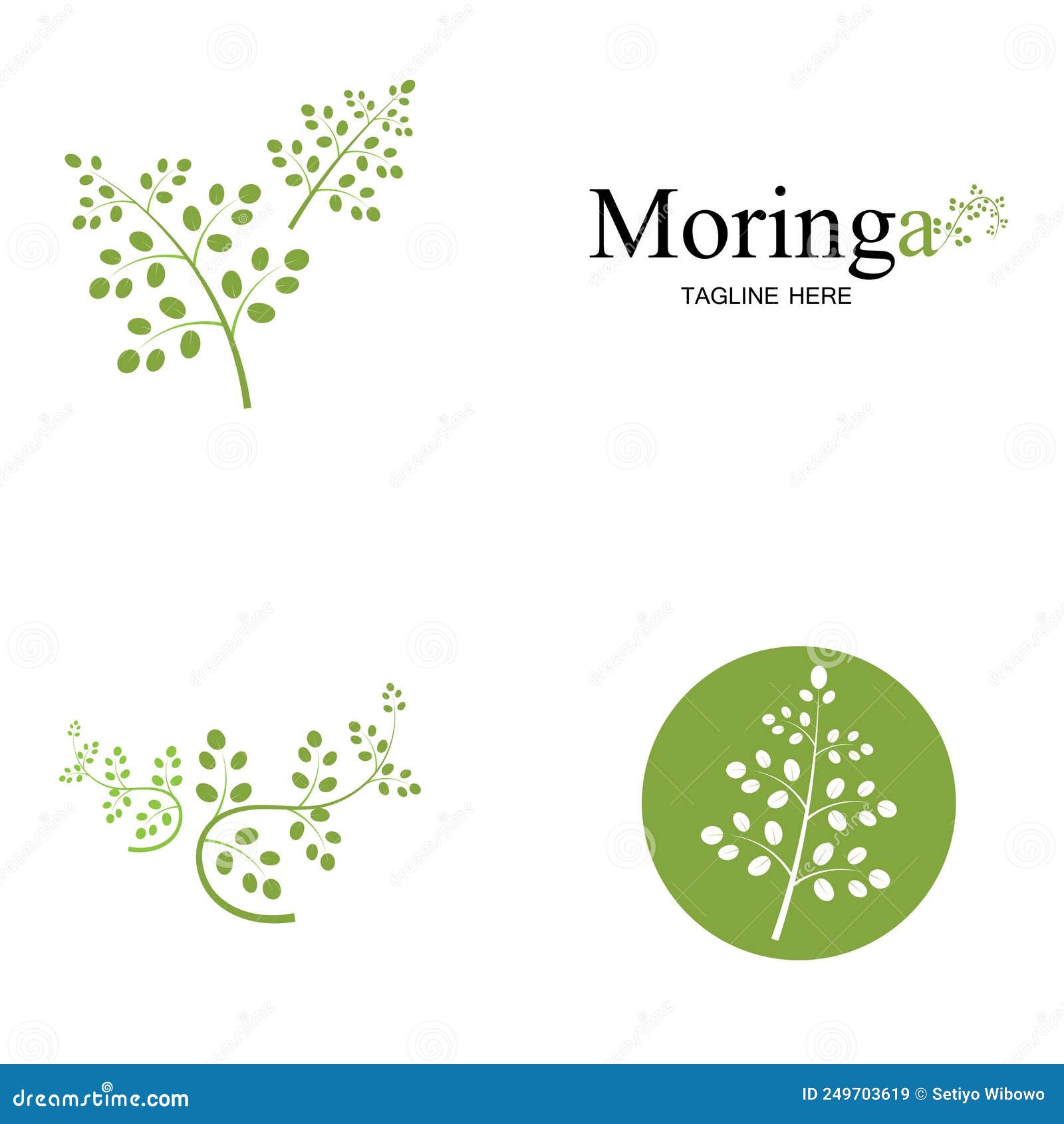 Moringa Leaf Logo Illustration Vector Design Stock Vector ...