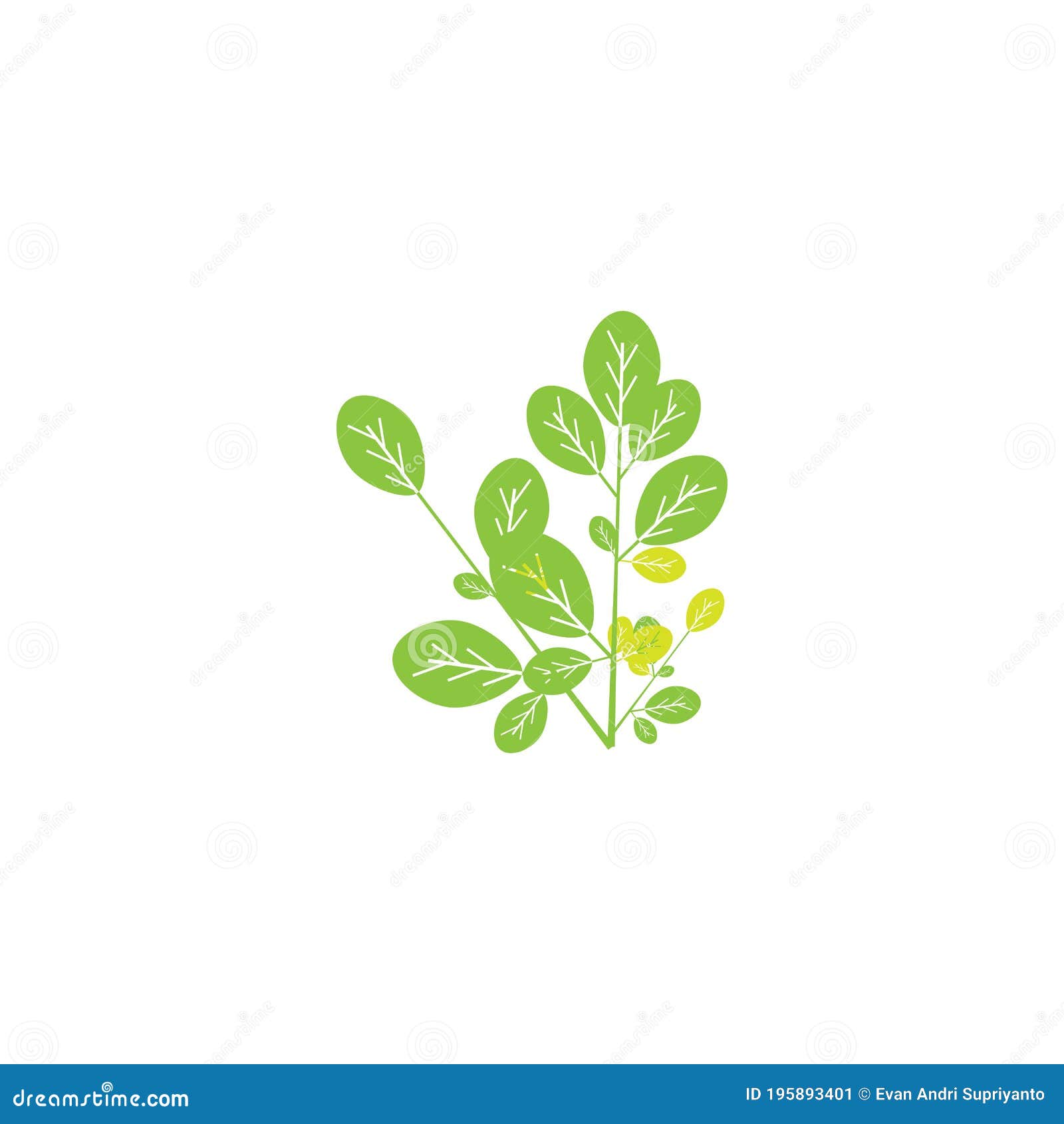 Moringa Leaf Logo Template Vector Stock Vector - Illustration of ...