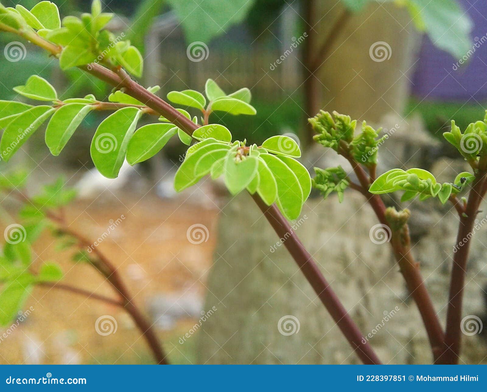 Moringa Leaf Shoots with Reddish Stems Stock Image - Image of shoots ...