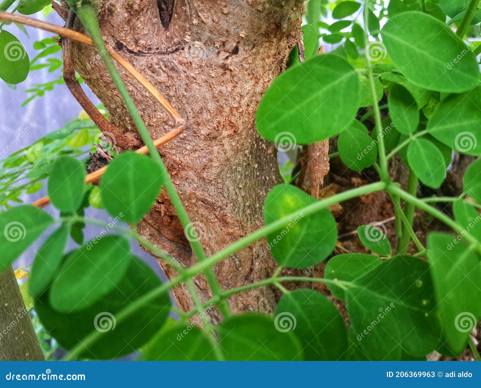 Moringa Leaf Texture is a Small Tree with Green Leaves Stock Image ...
