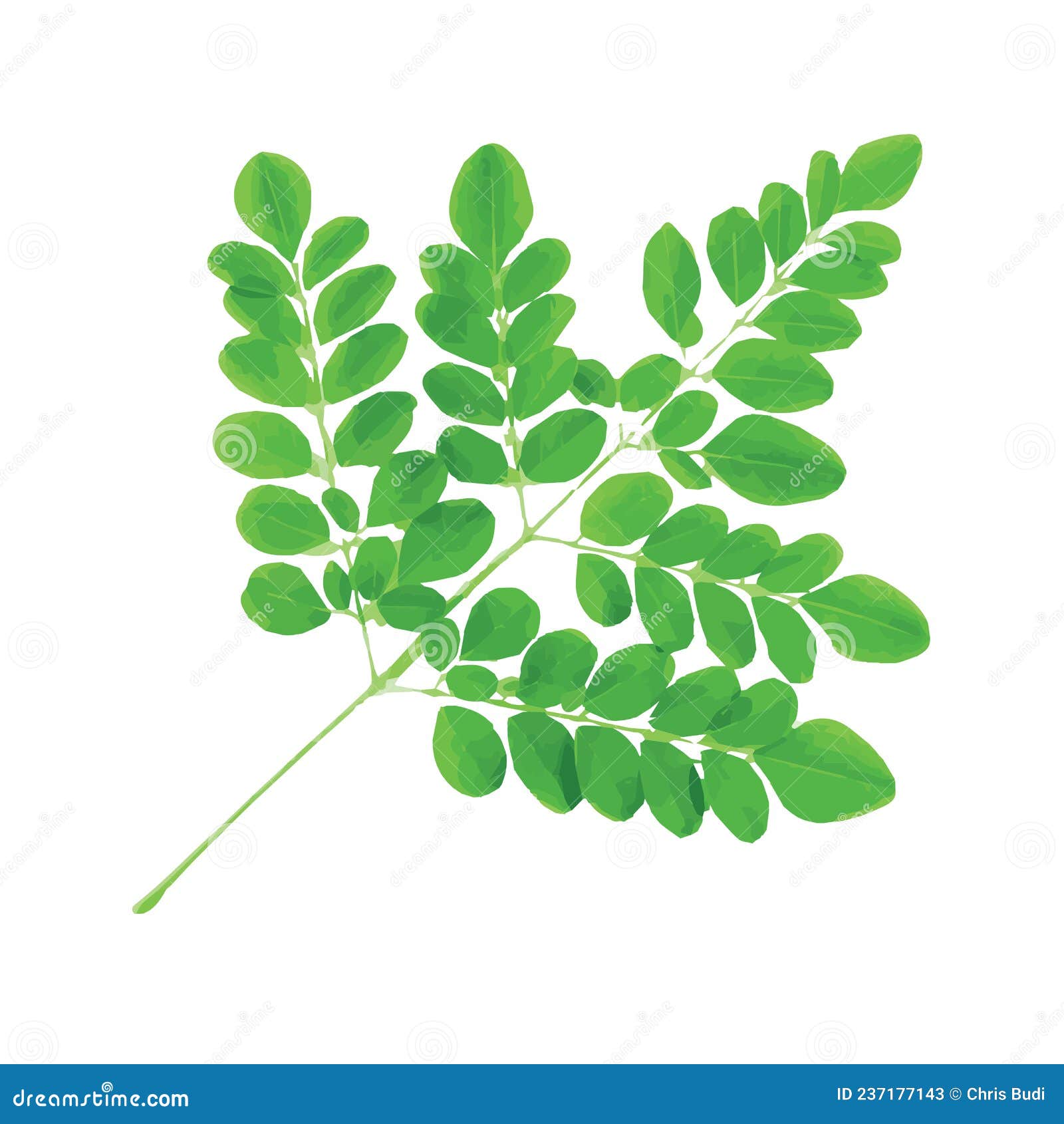 Moringa Leaf Illustration Drawing Vector Art Stock Illustration ...