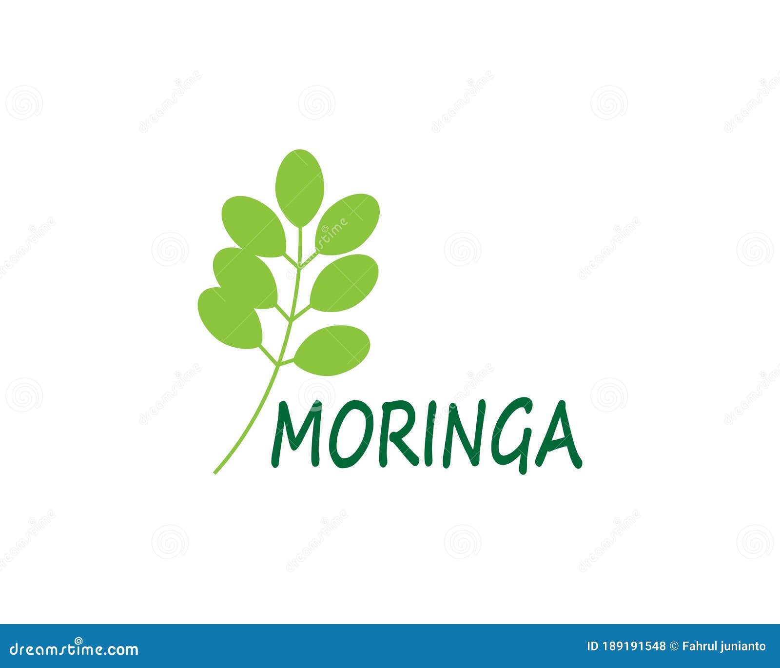 Moringa Leaf Vector Template Illustration Stock Vector - Illustration ...