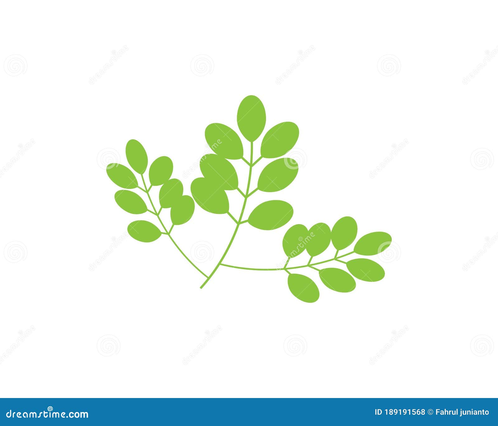 Moringa Leaf Vector Template Illustration Stock Vector - Illustration ...