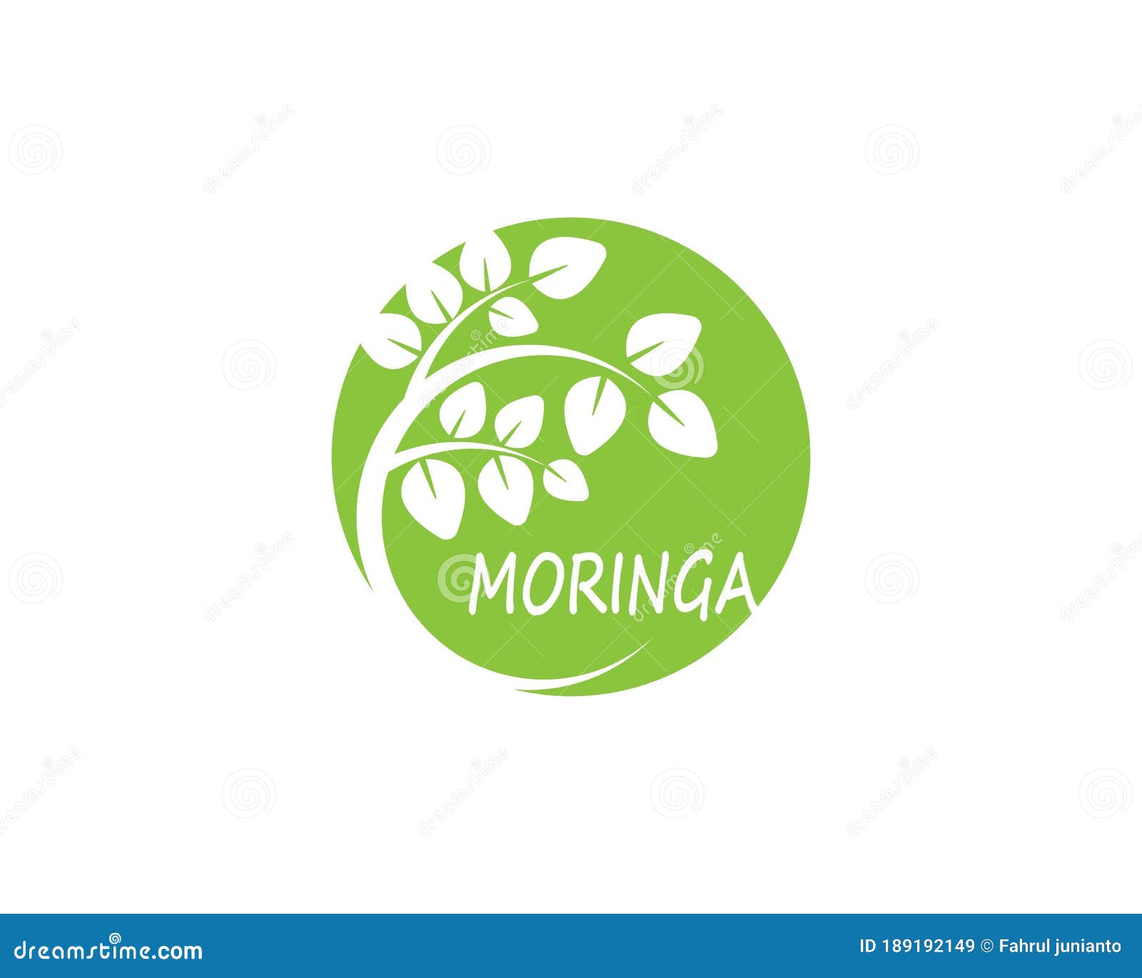 Moringa Leaf Vector Template Illustration Stock Vector - Illustration ...
