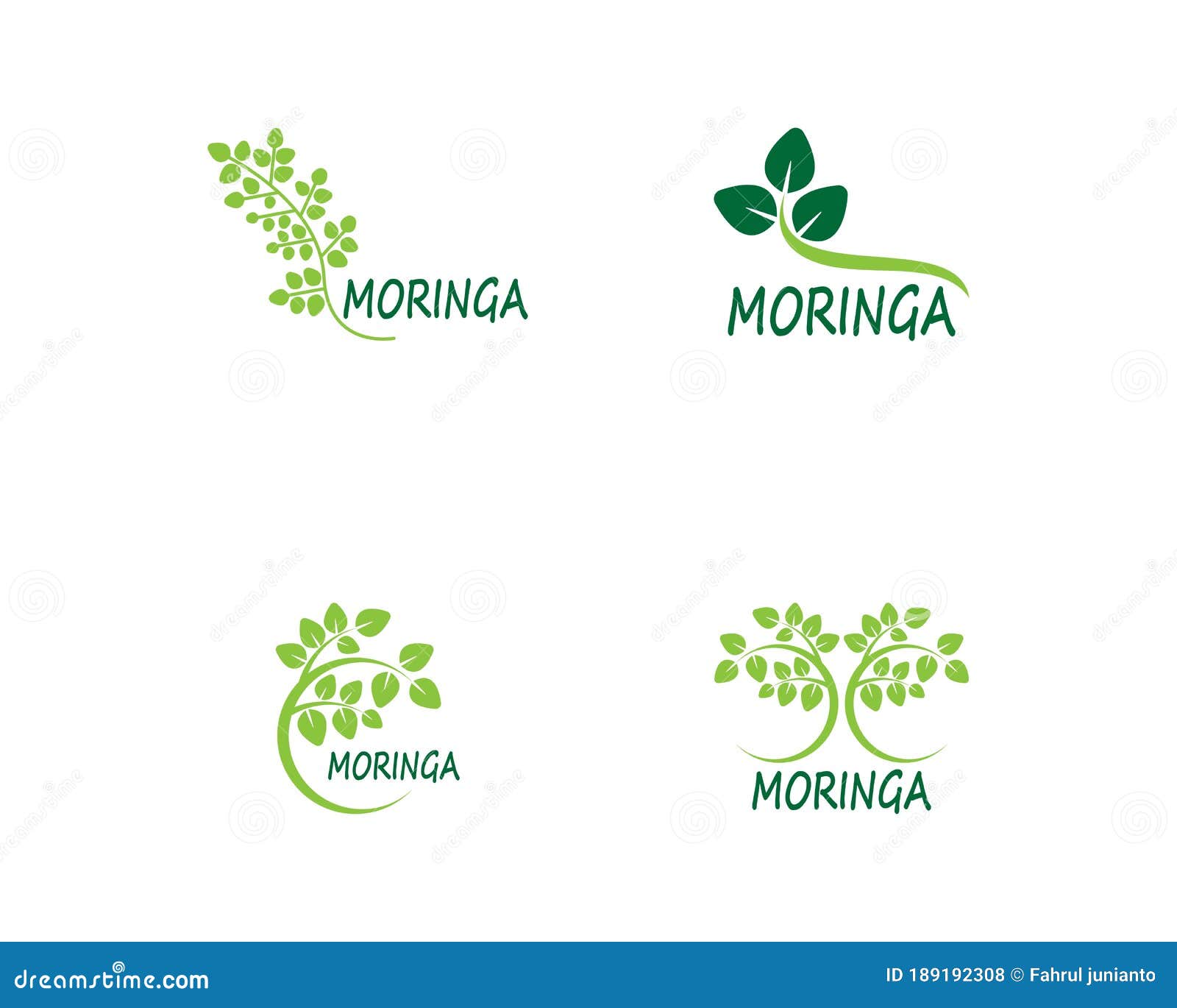 Moringa Leaf Vector Template Illustration Stock Vector - Illustration ...