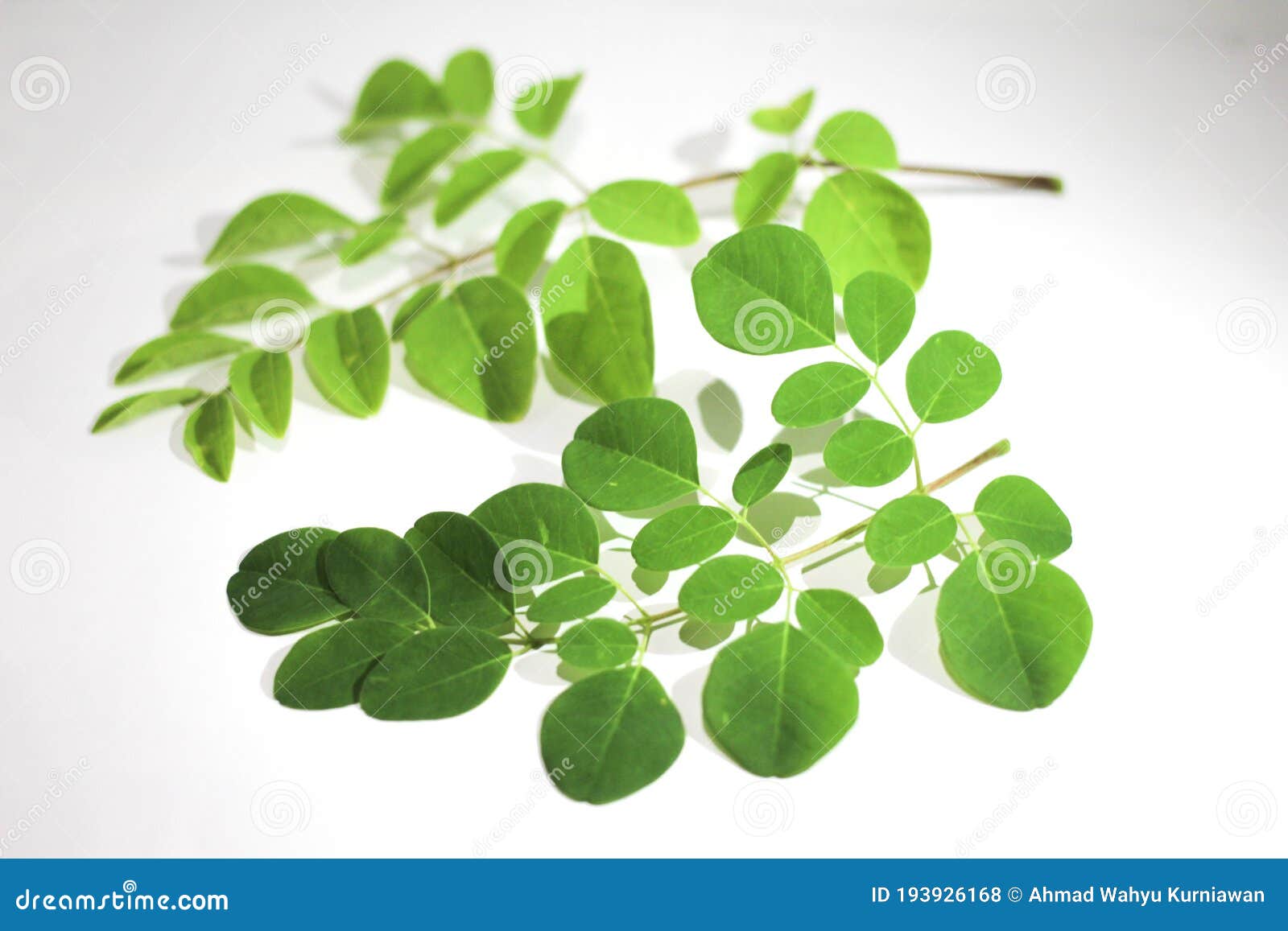 Moringa leaf stock photo. Image of superfood, mulangay - 193926168