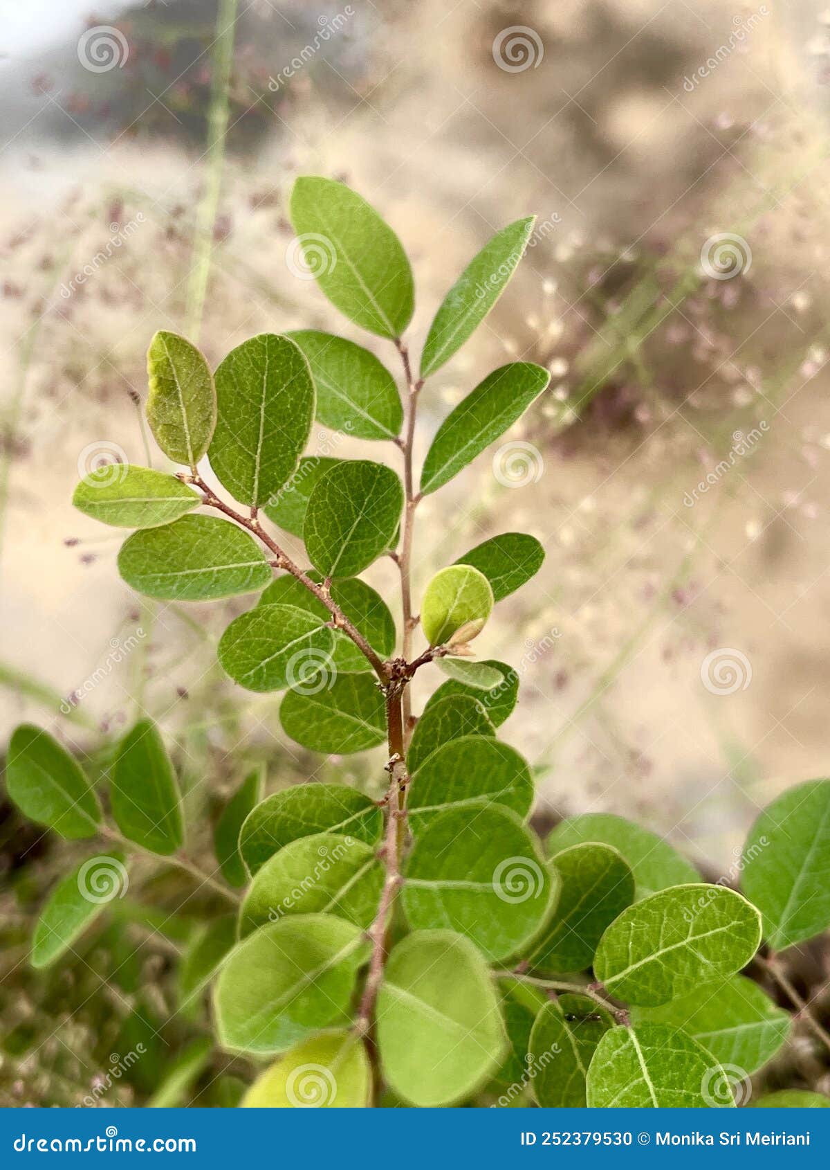 Moringa leafs stock photo. Image of layout, blooming - 252379530