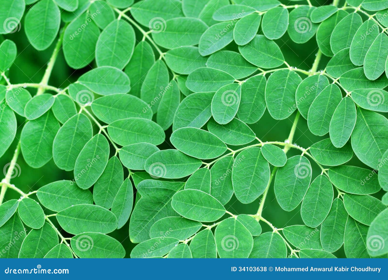 Moringa leaves background stock photo. Image of horseradish - 34103638