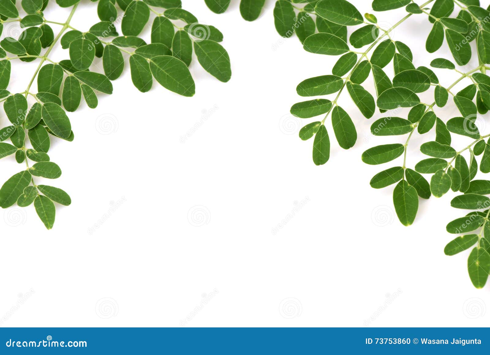Moringa leaves background. stock photo. Image of green - 73753860