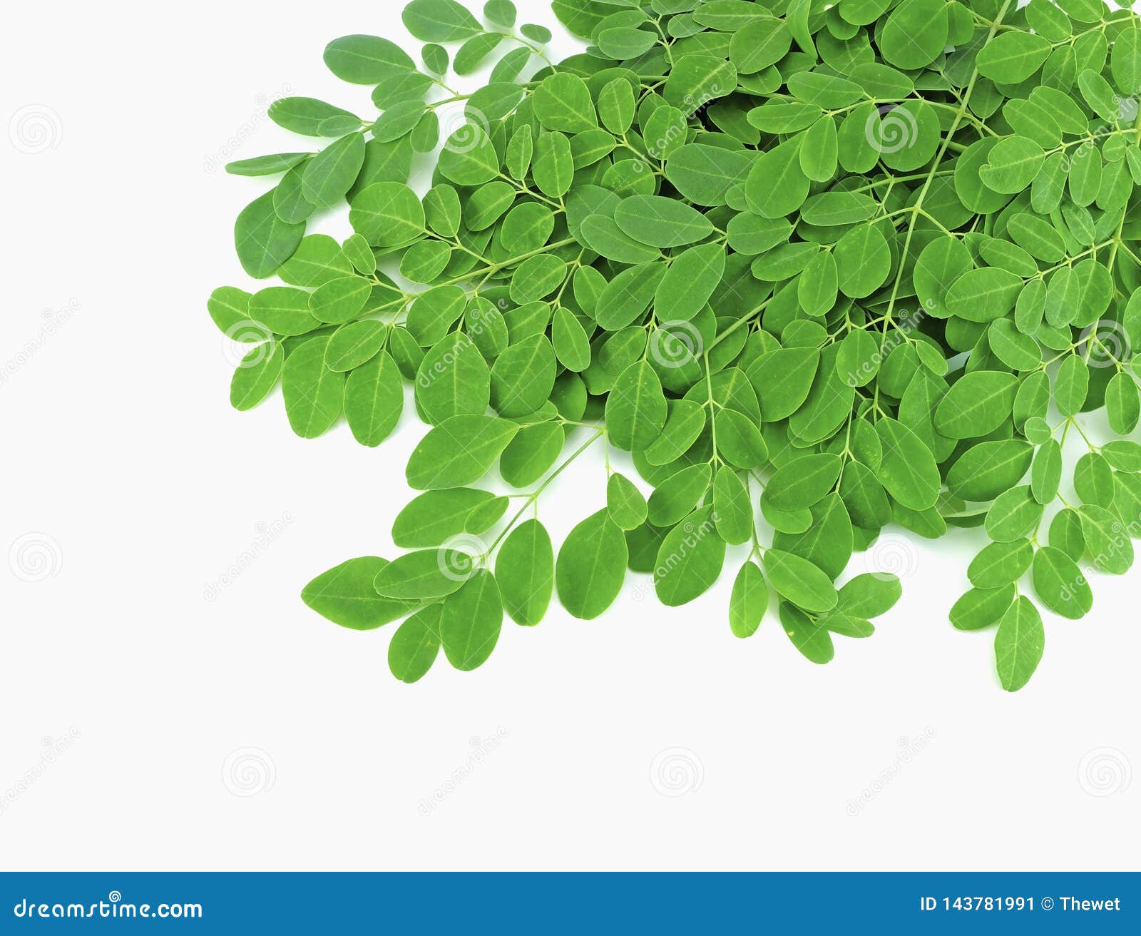 Moringa leaves with branch stock image. Image of medicine - 143781991