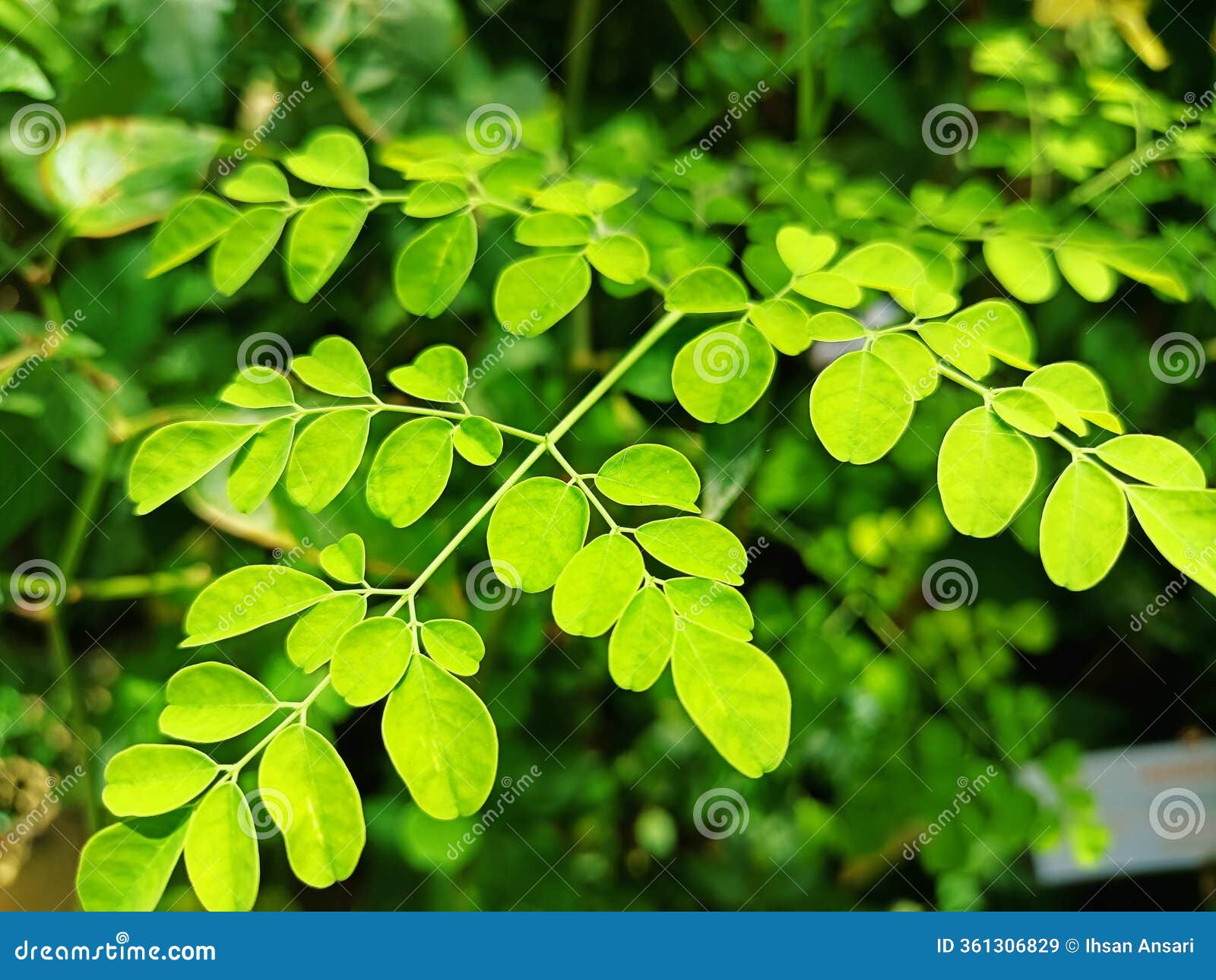 Moringa Leaves are Good for Health Stock Image - Image of moringa ...
