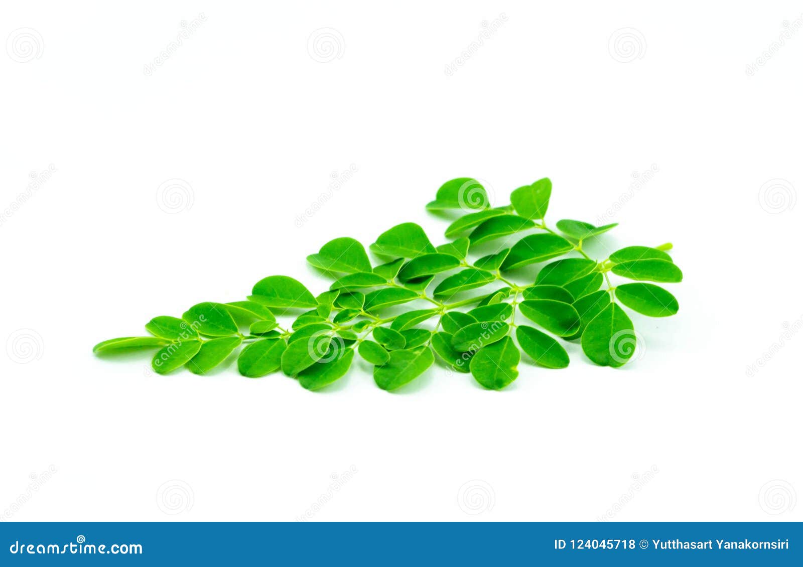 Moringa Leaves Isolated on White Background Stock Photo - Image of ...