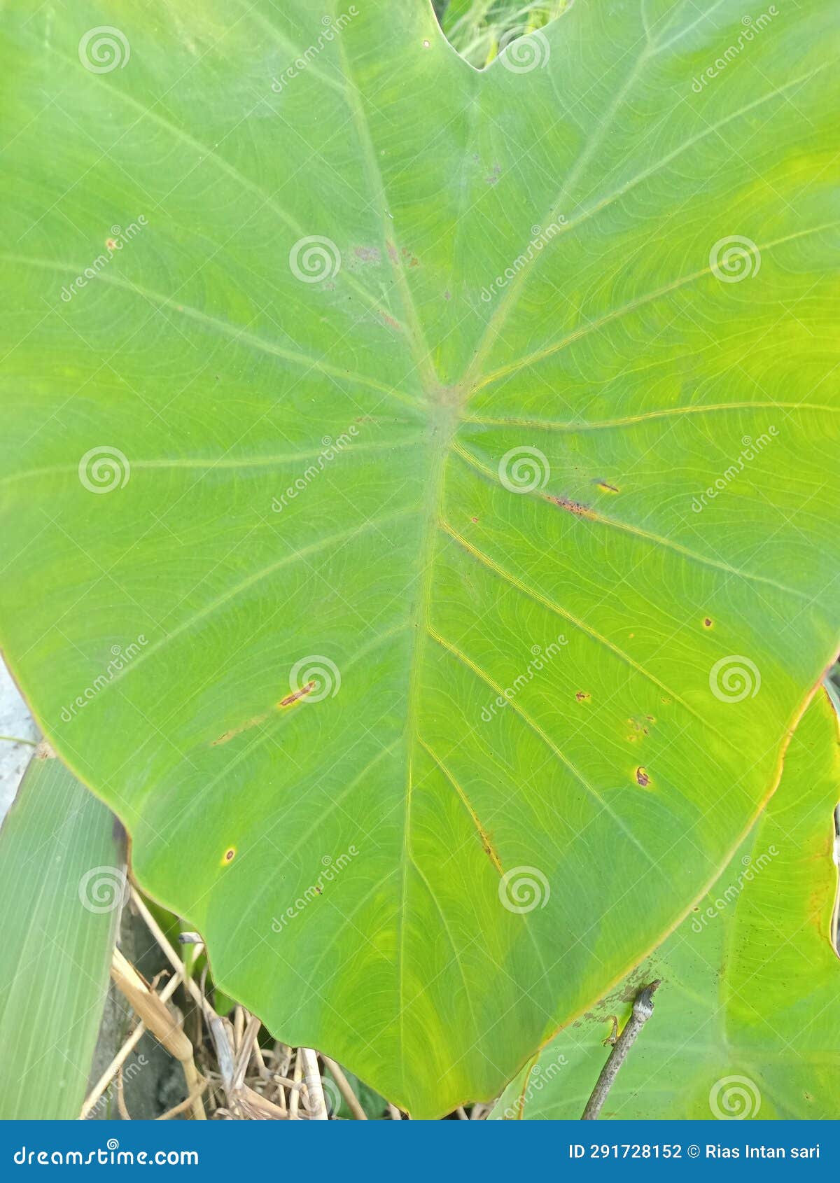 Moringa Leaves Seen Up Close. Moringa Leaves on the Edge of Rice Fields ...