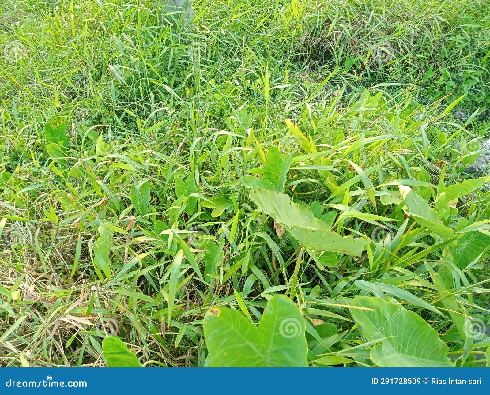 Moringa Leaves and Thatch Plants in the Field Stock Image - Image of ...