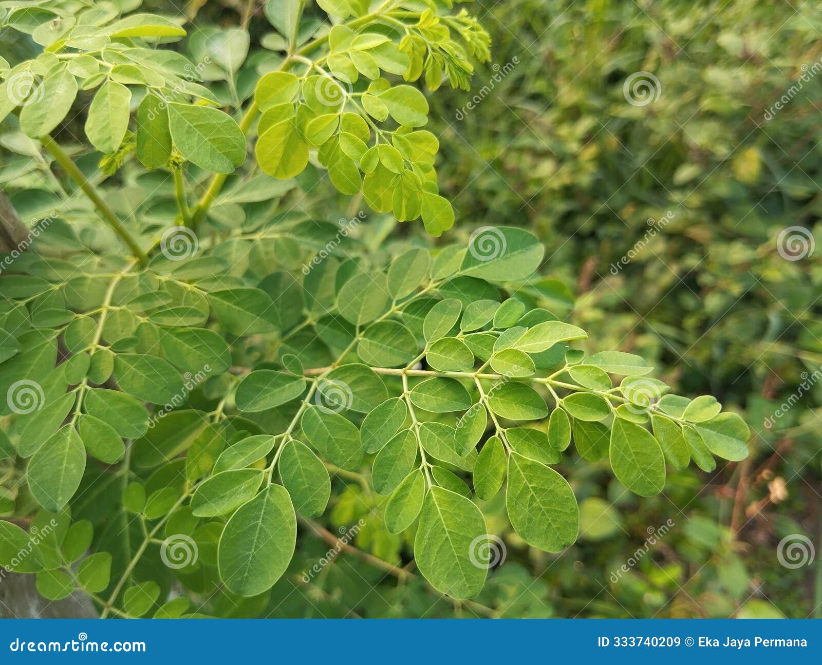 Moringa Leaves Tree, Organic Farm Plant Stock Image - Image of tree ...