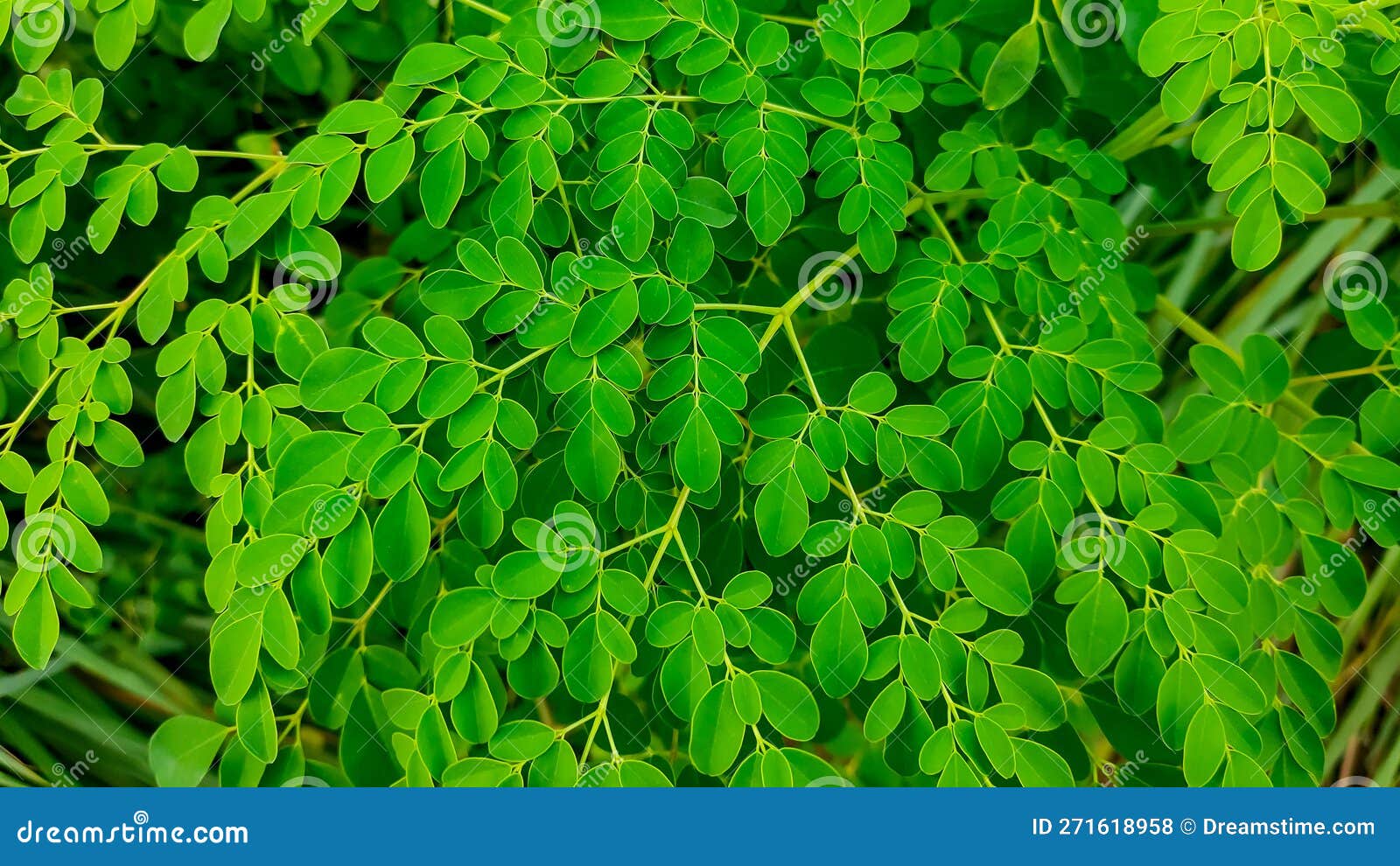 Moringa Leaves are Vegetables that Can Be Processed into Various ...