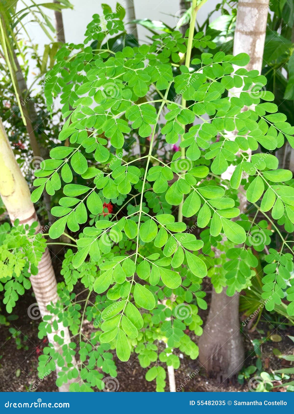 Moringa stock image. Image of medicine, nature, moringa - 55482035
