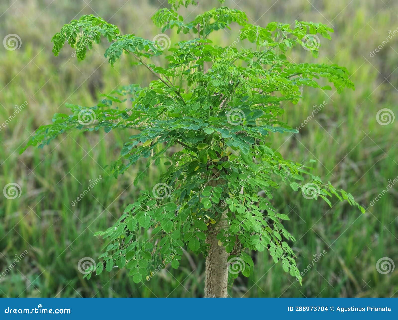 Moringa Medicine Tree in the Rice Field Stock Photo - Image of ...