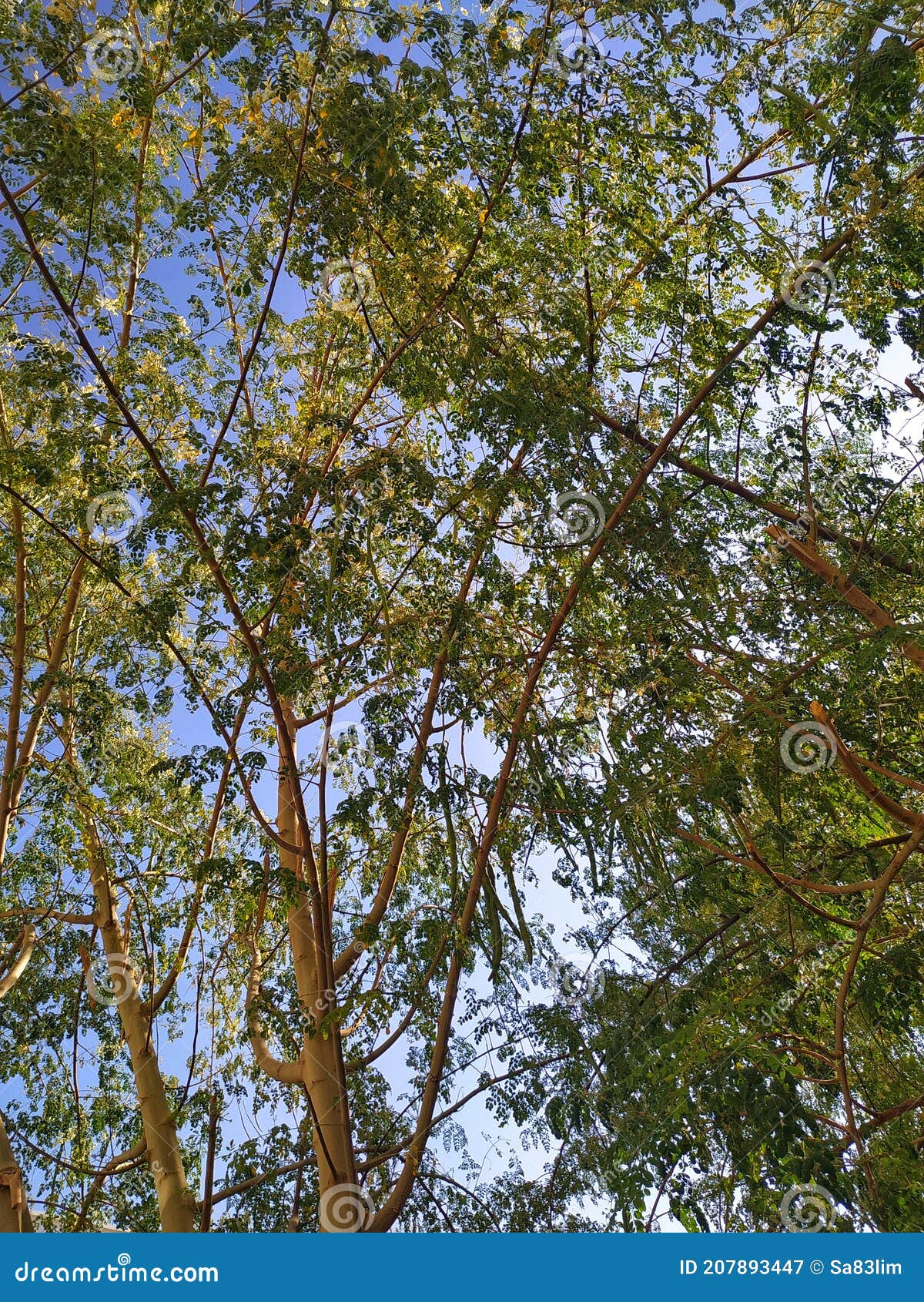 Moringa Oleifera Drumstick Tree Stock Image - Image of plant, autumn ...
