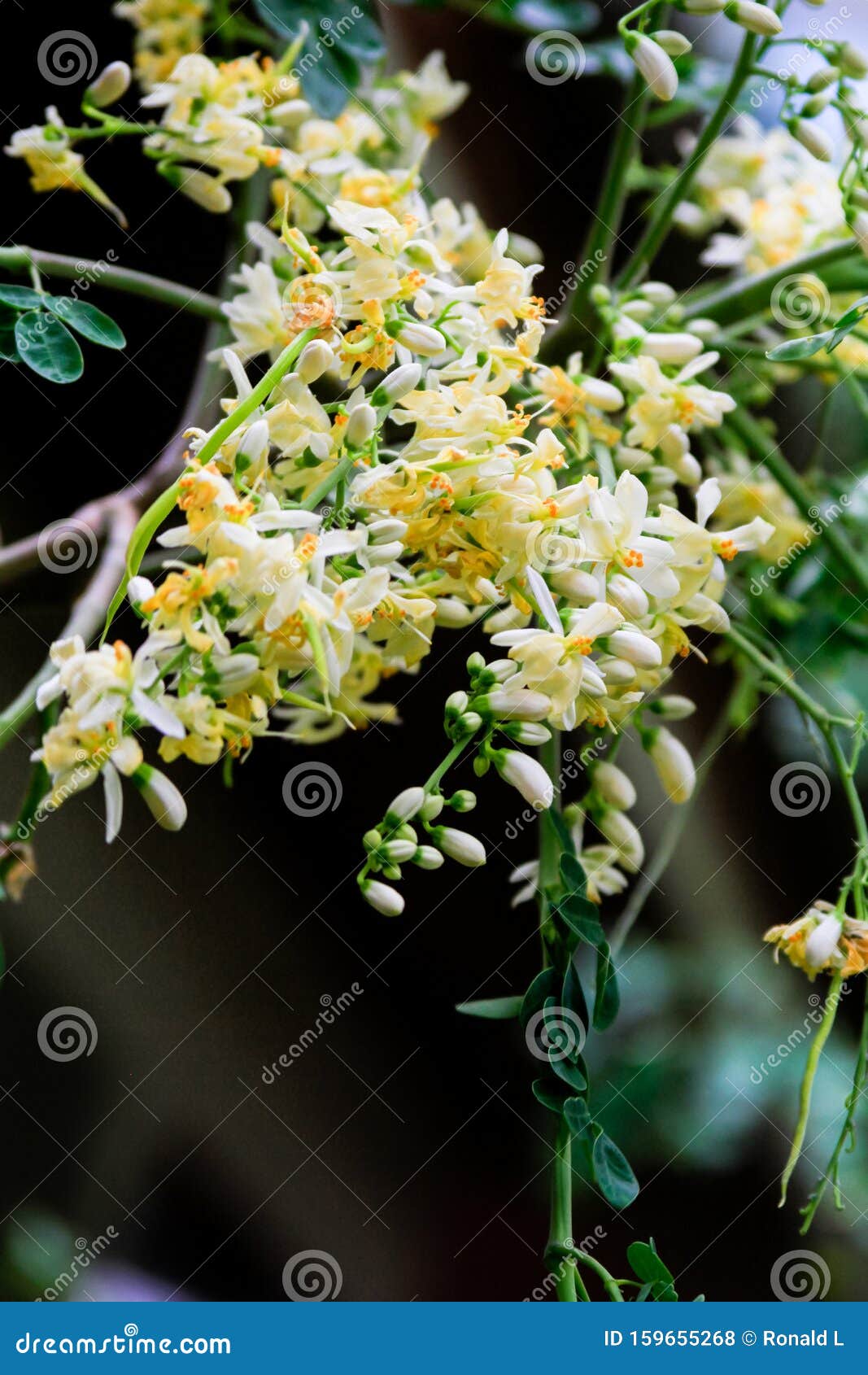 Moringa Oleifera Flor Blanca Foto de archivo - Imagen de casa, abierto ...