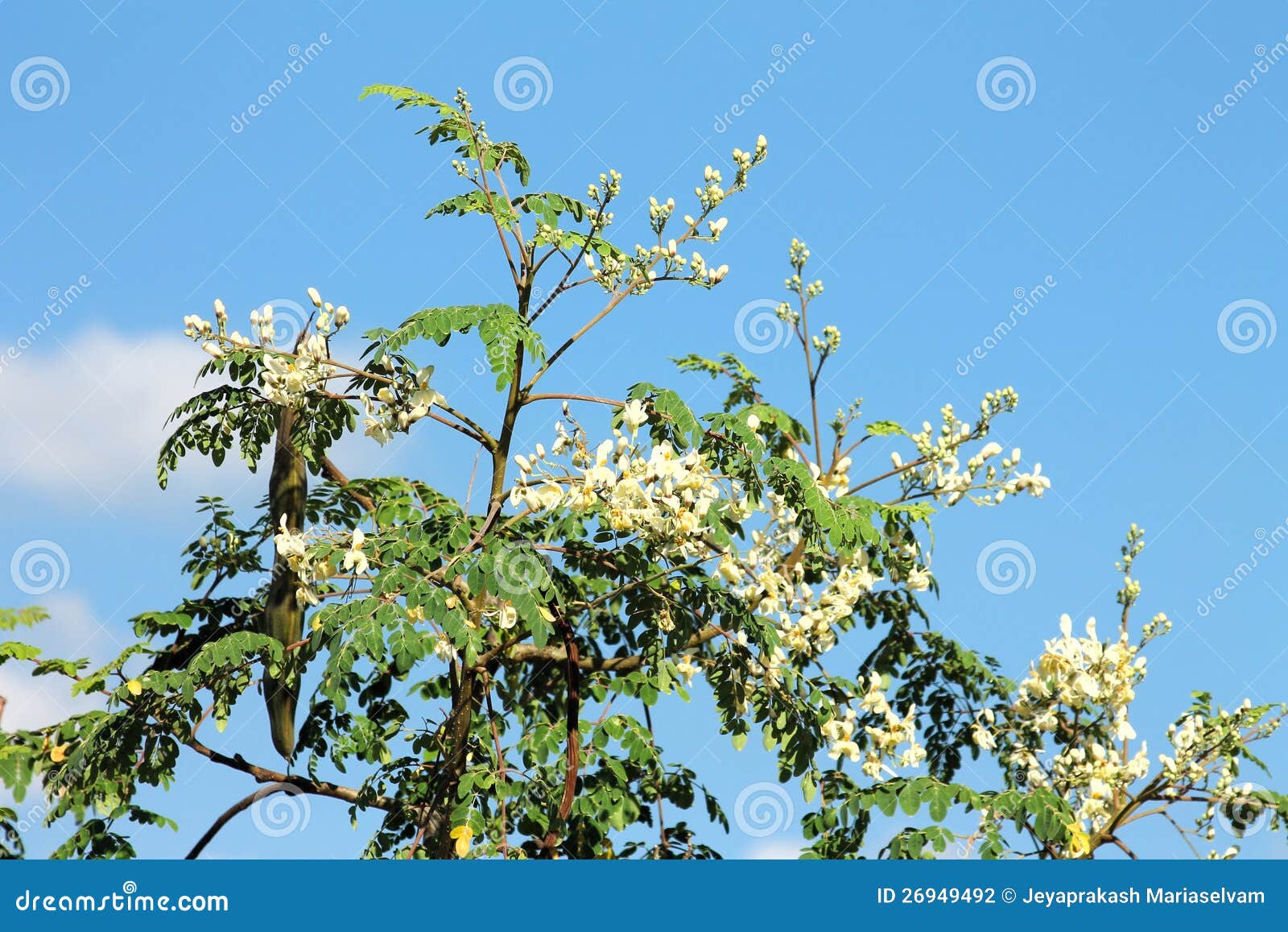 Moringa Oleifera with Flowers and Fruit Stock Photo - Image of lush ...