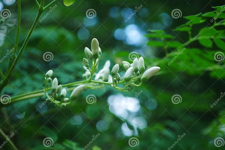 Moringa Oleifera Flowers. Moringa Leaves and Flowers on Tree,selective ...